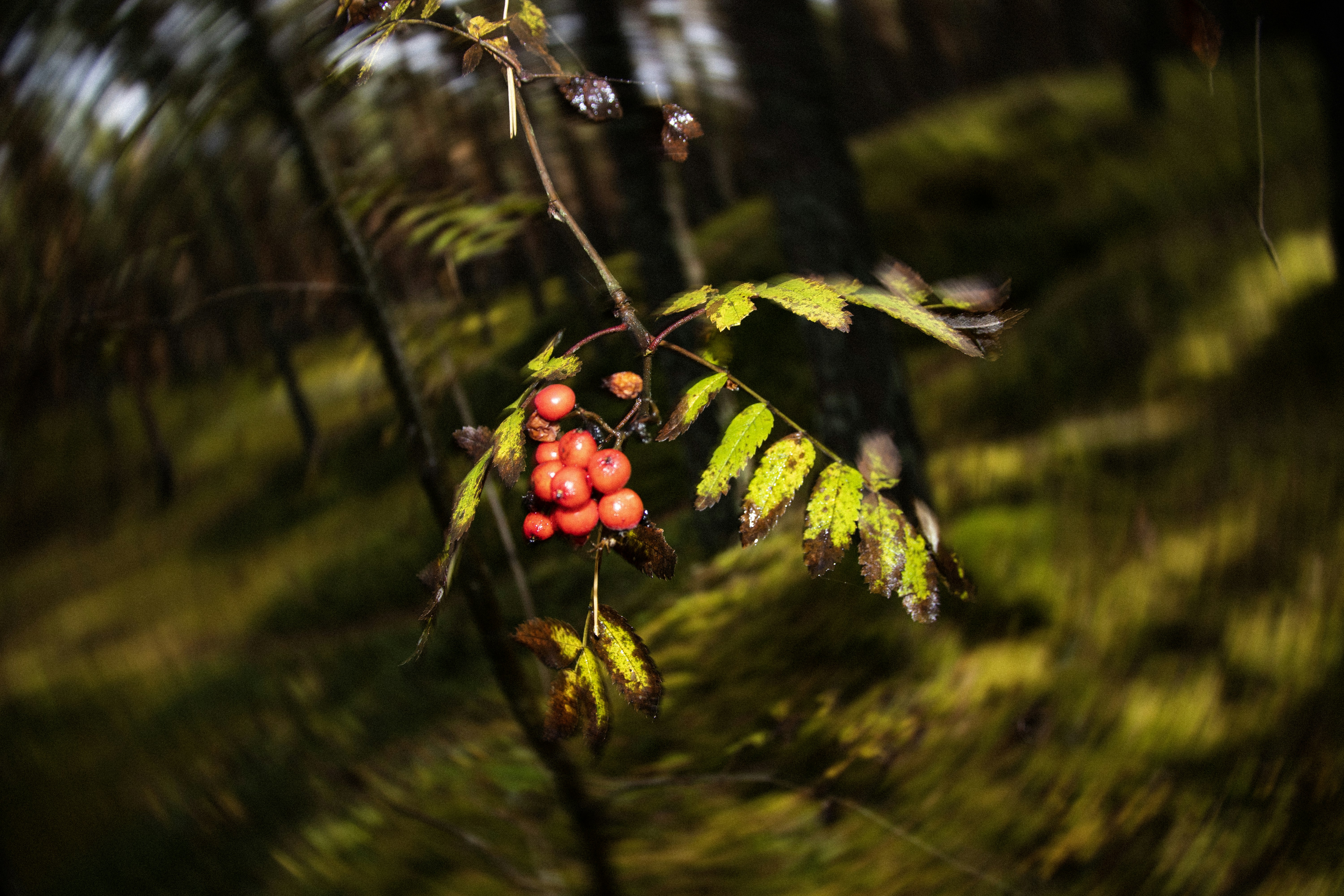 Cluster of bright red berries on a branch surrounded by blurred green foliage in a forest setting.