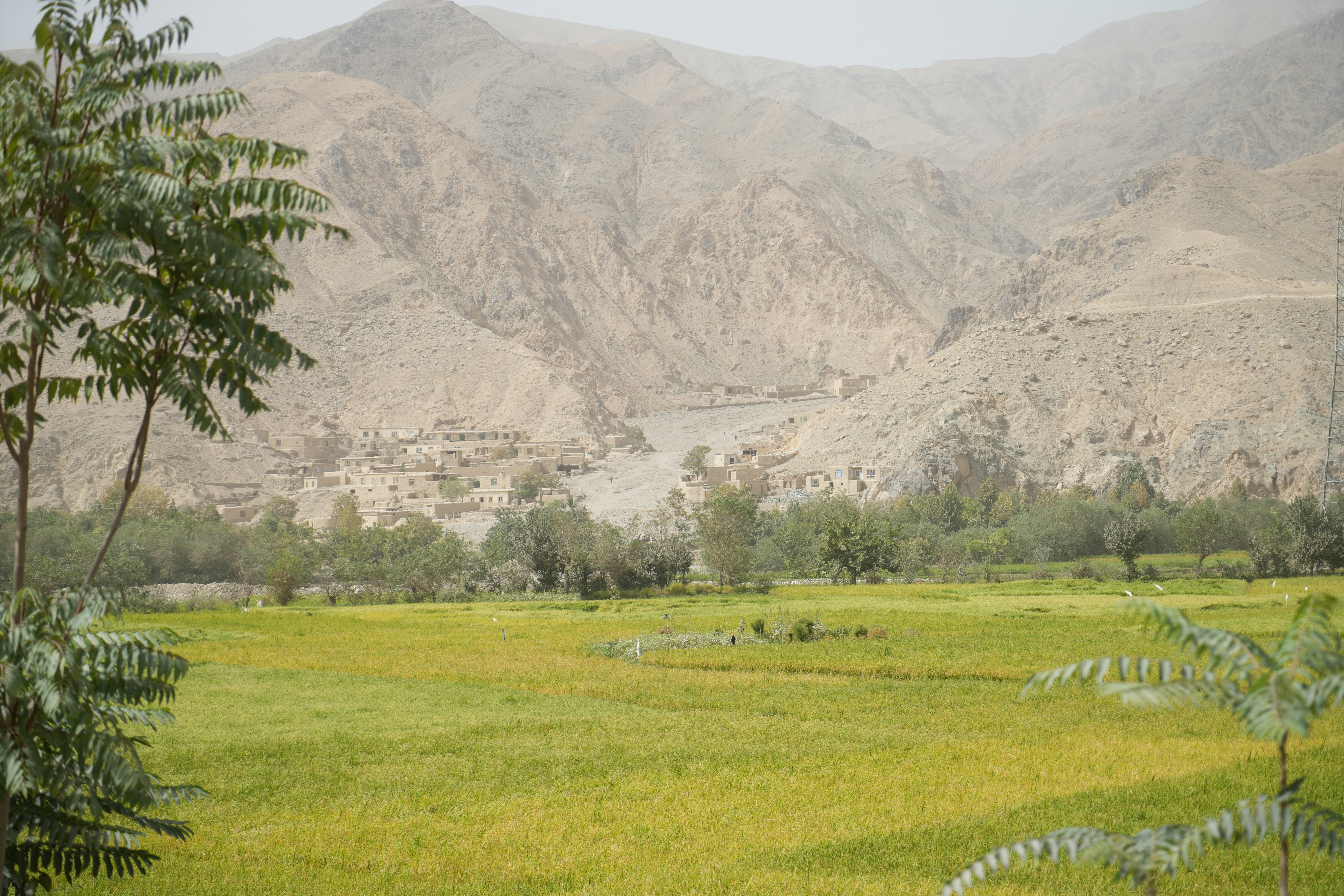 Lush green rice fields stretch across a valley, framed by rugged mountains and a distant village, capturing the essence of rural tranquility.