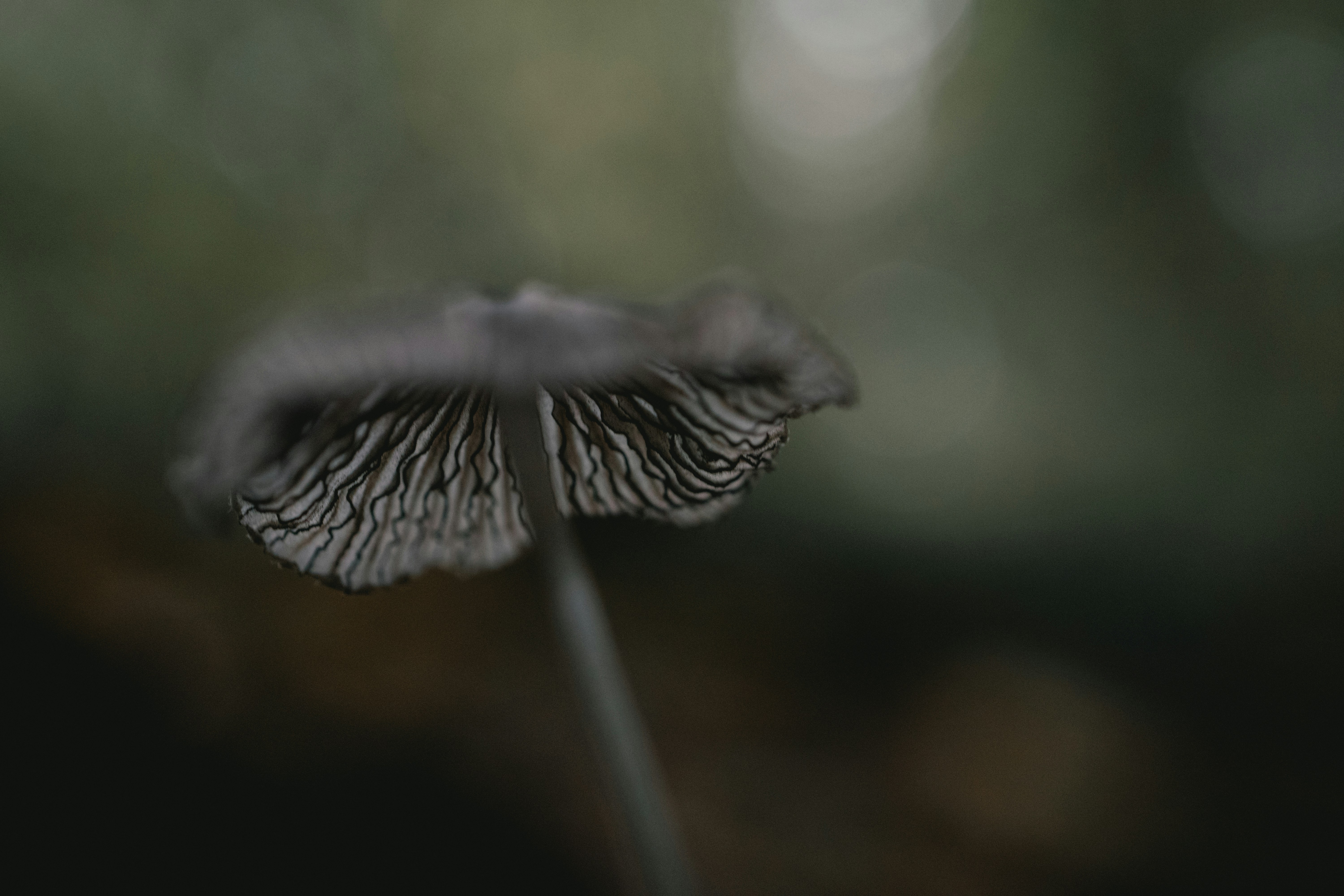 Lunged Gills in Focus: A Subtle Mushroom Study