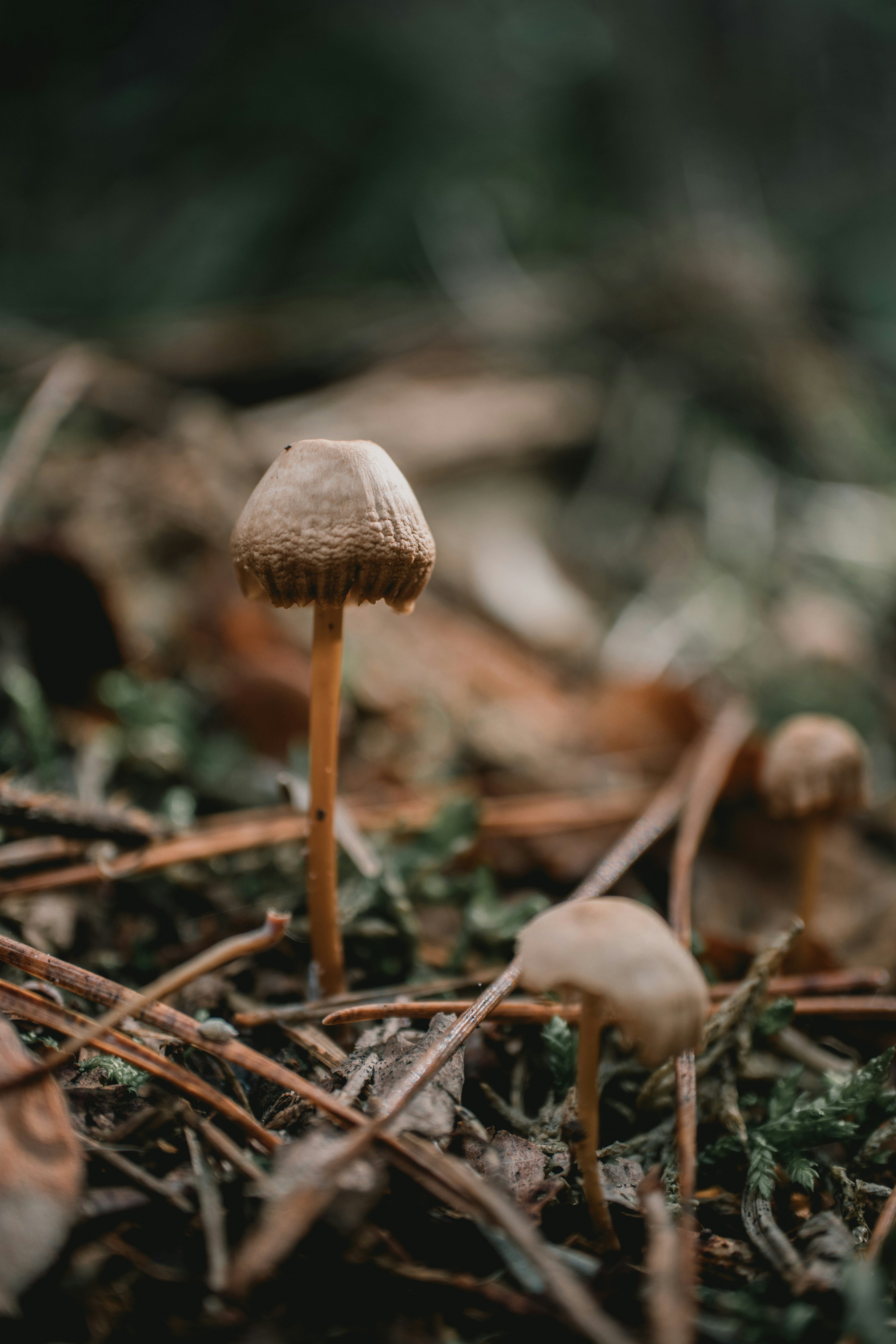 Delicate mushrooms emerging from the forest floor, surrounded by fallen pine needles and soft moss. A serene glimpse into woodland life.