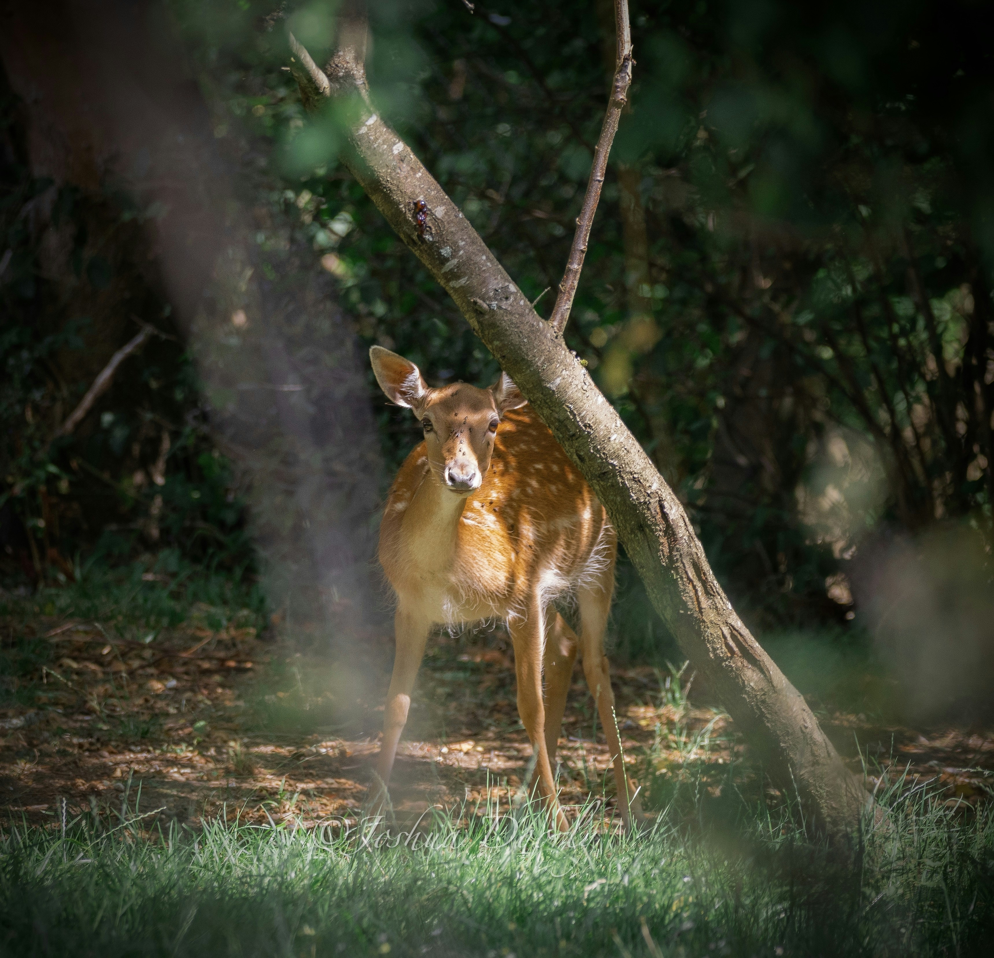 Serene Encounter in the Underbrush