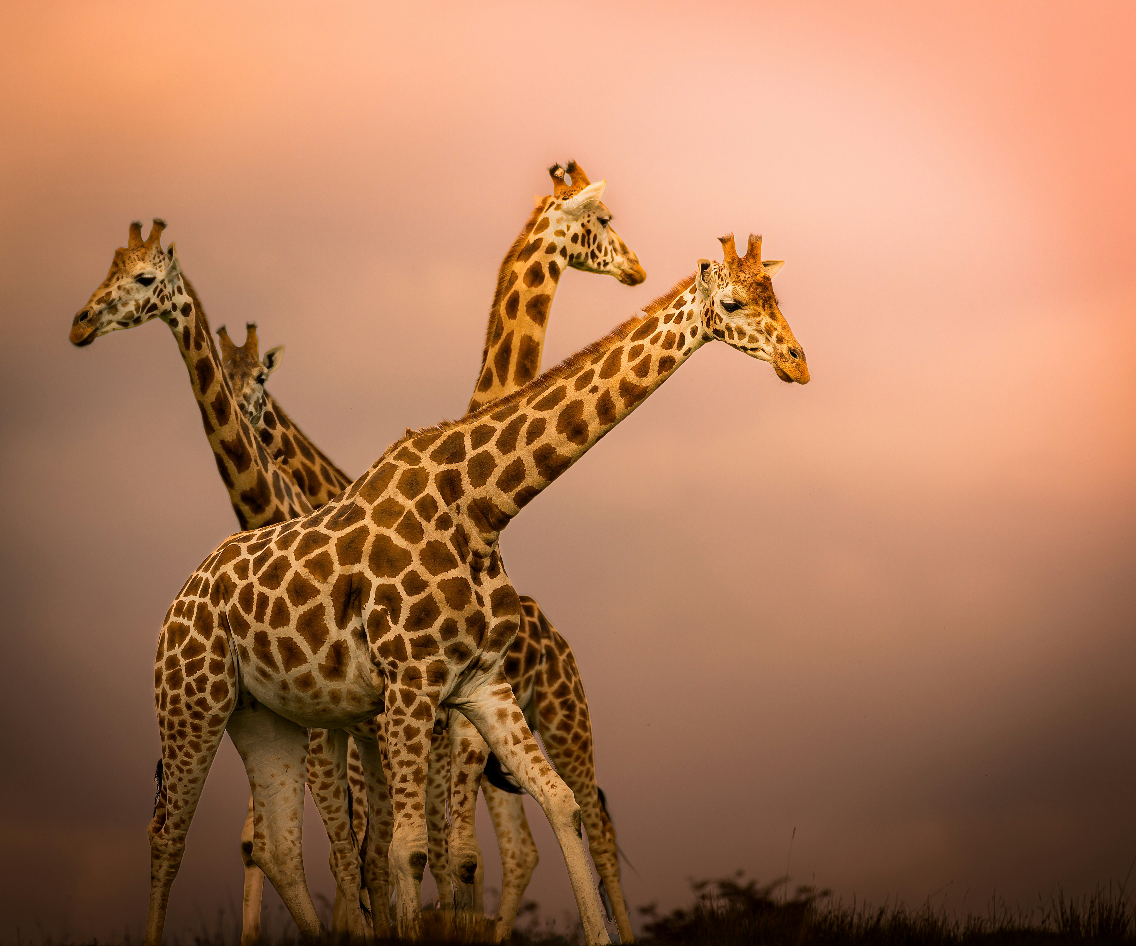 Twilight Serengeti: A Giraffe Gathering