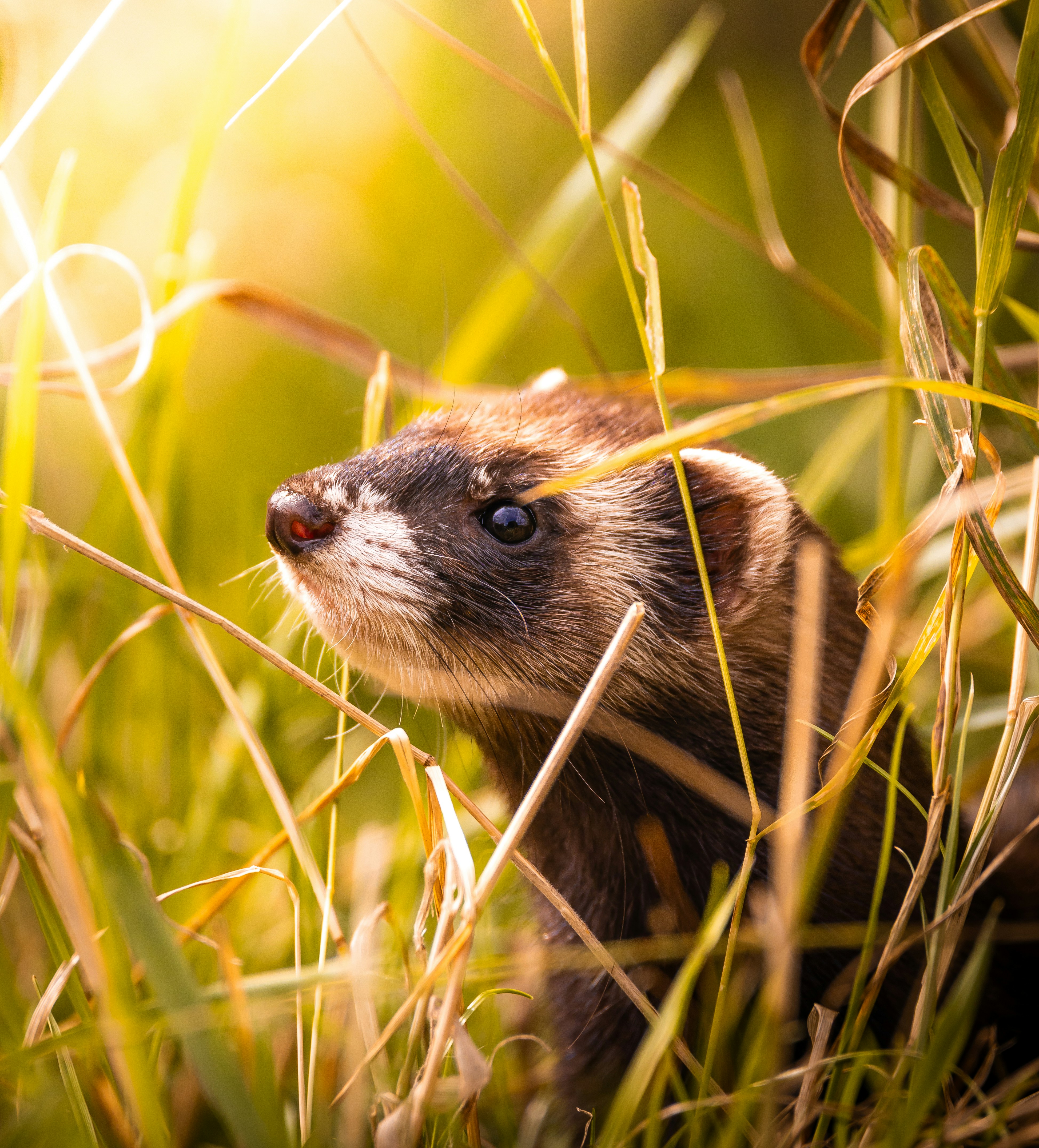 Amber Hour Gaze: A Small Rodent Peeks Through Golden Grass