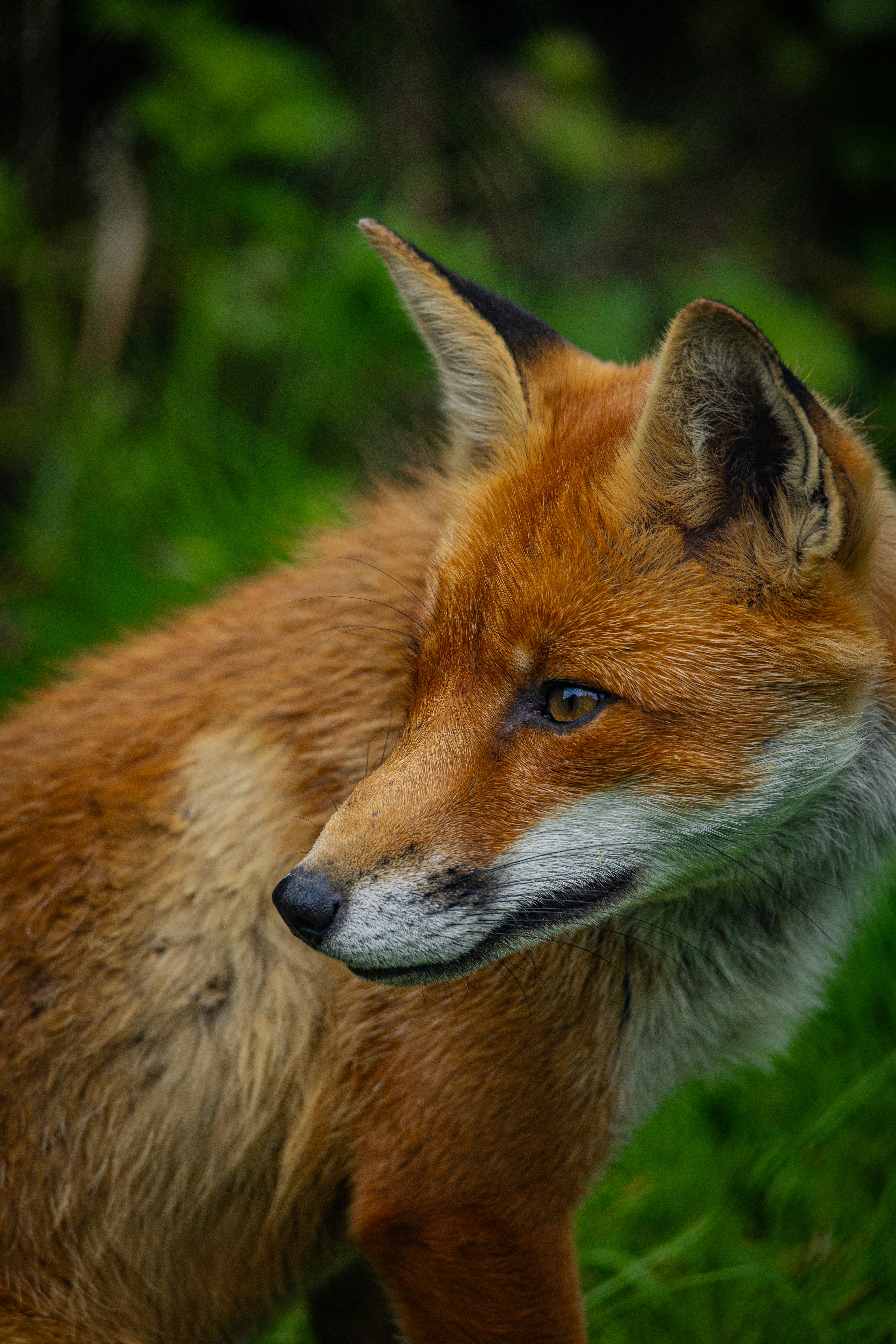 Whispers of the Wild: A Fox's Gaze