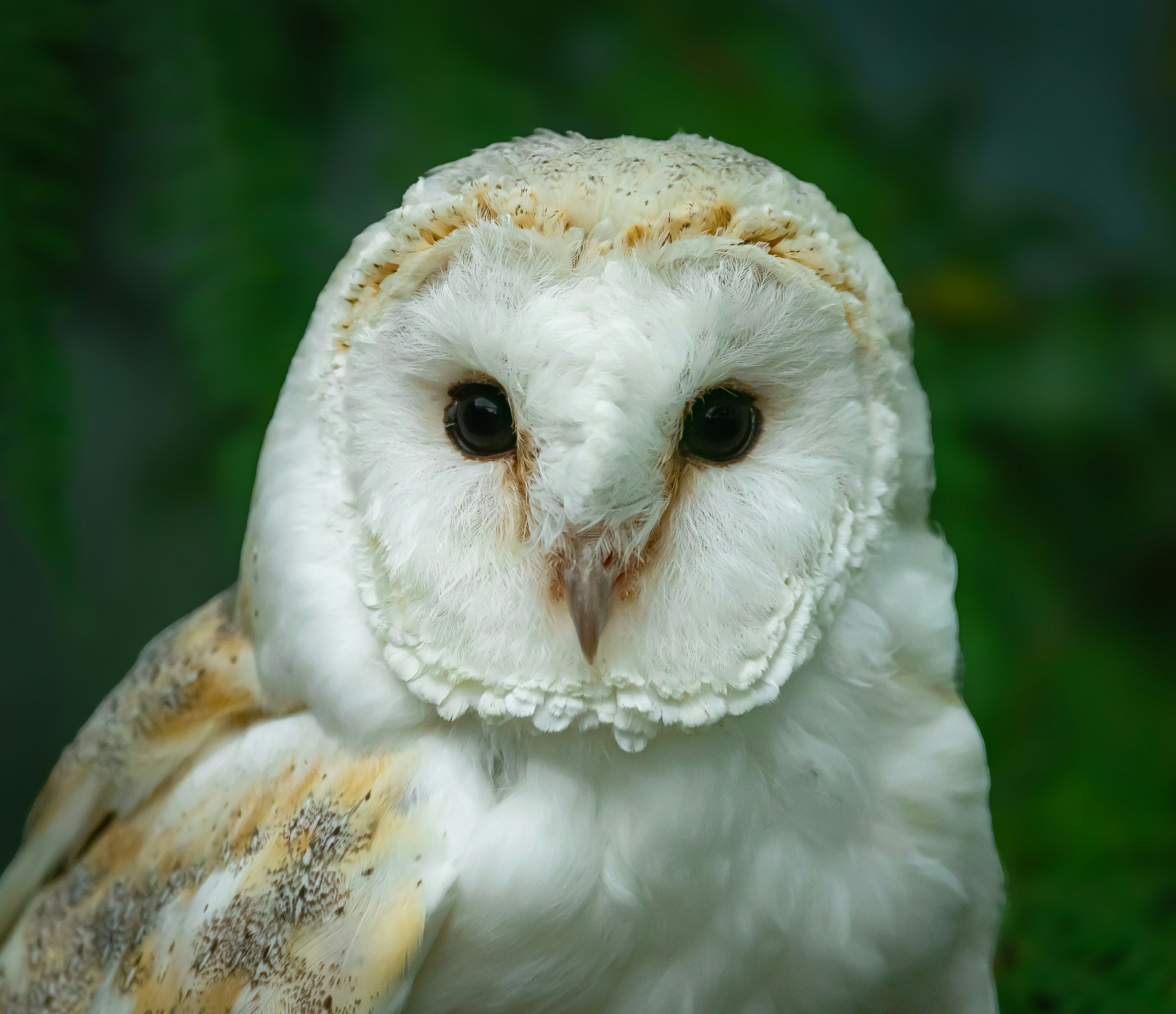 Whispers of the Night: The Enigmatic Barn Owl
