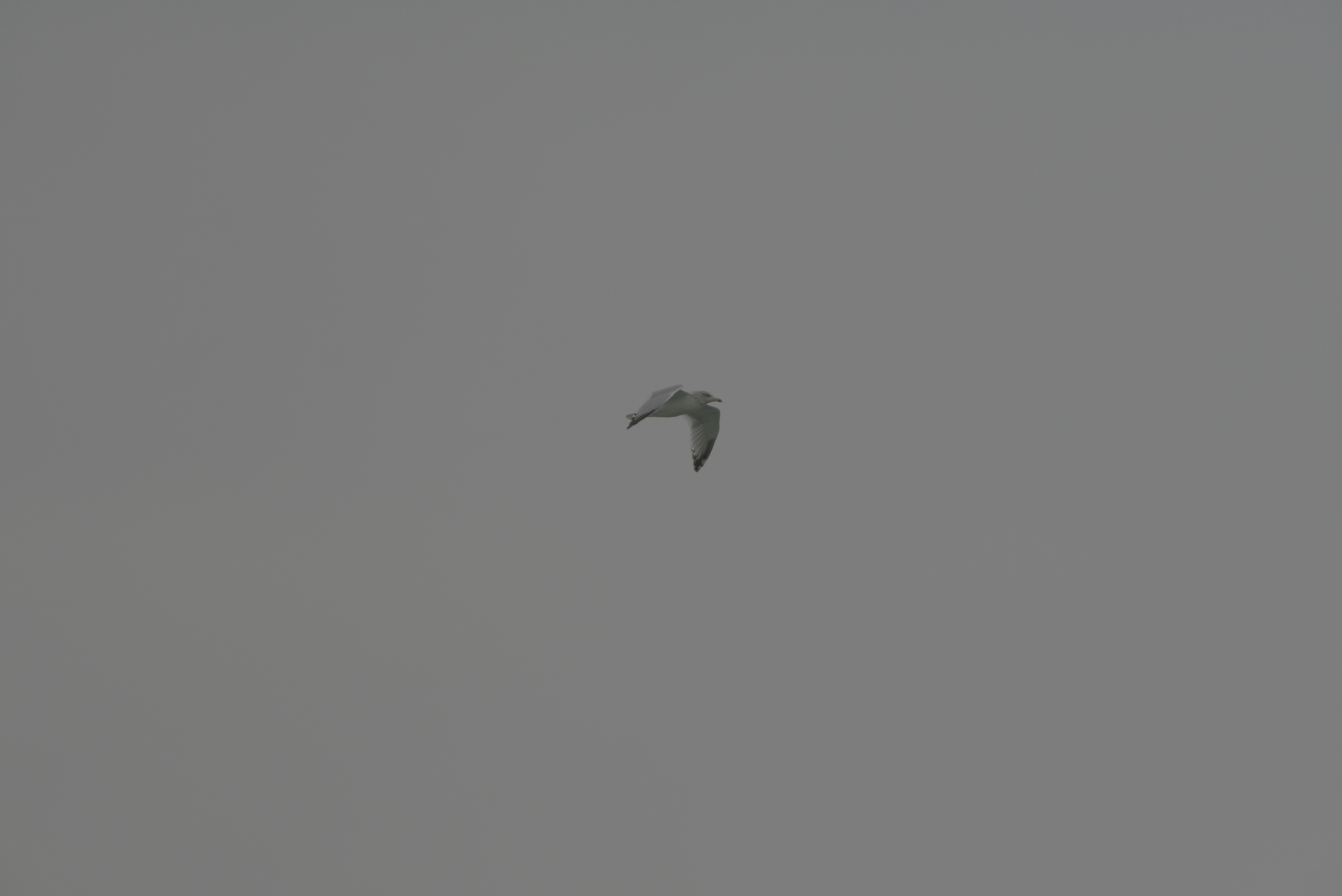 A solitary bird glides gracefully against a muted sky, showcasing its wings in mid-flight.