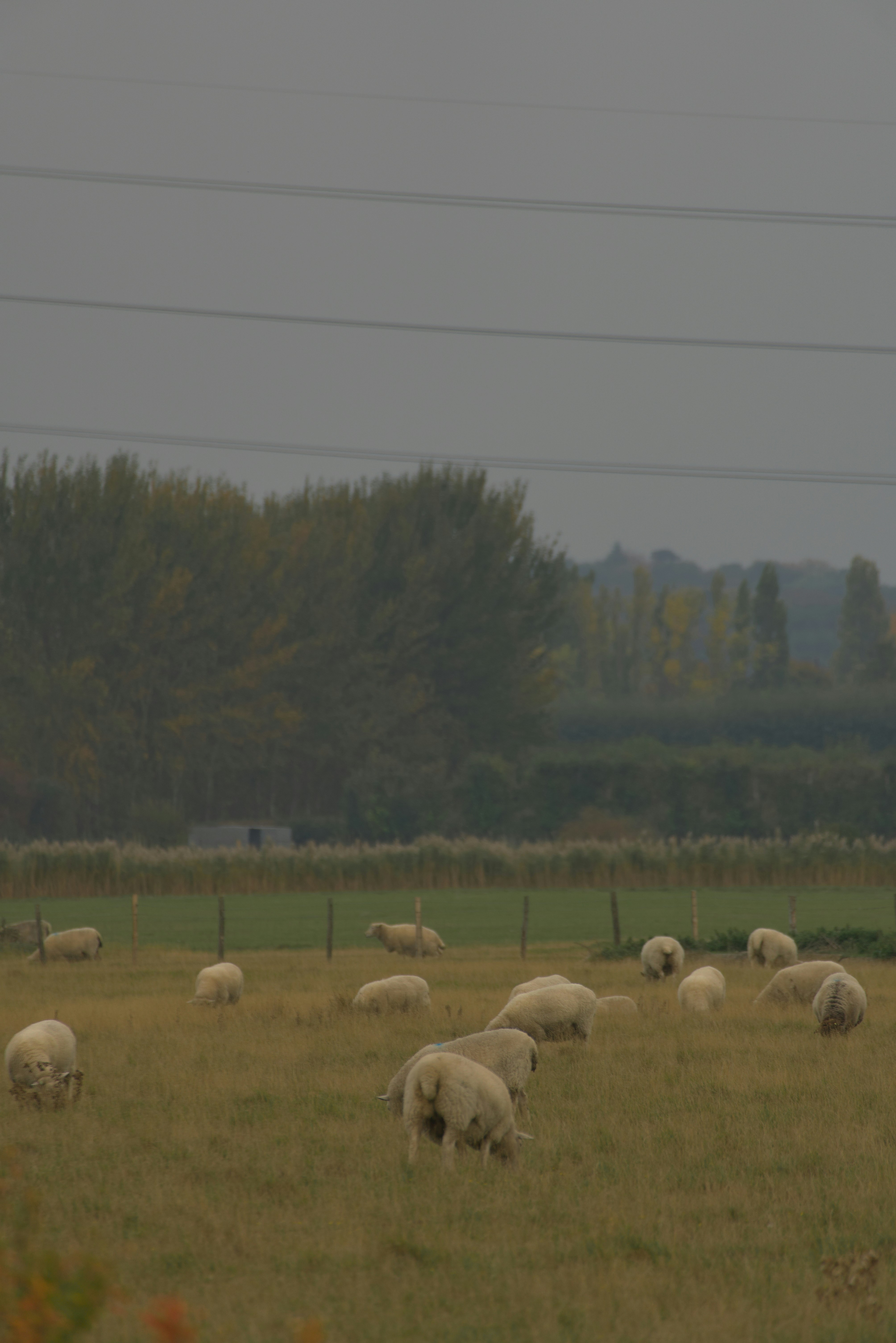 Grazing Harmony: A Pastoral Scene