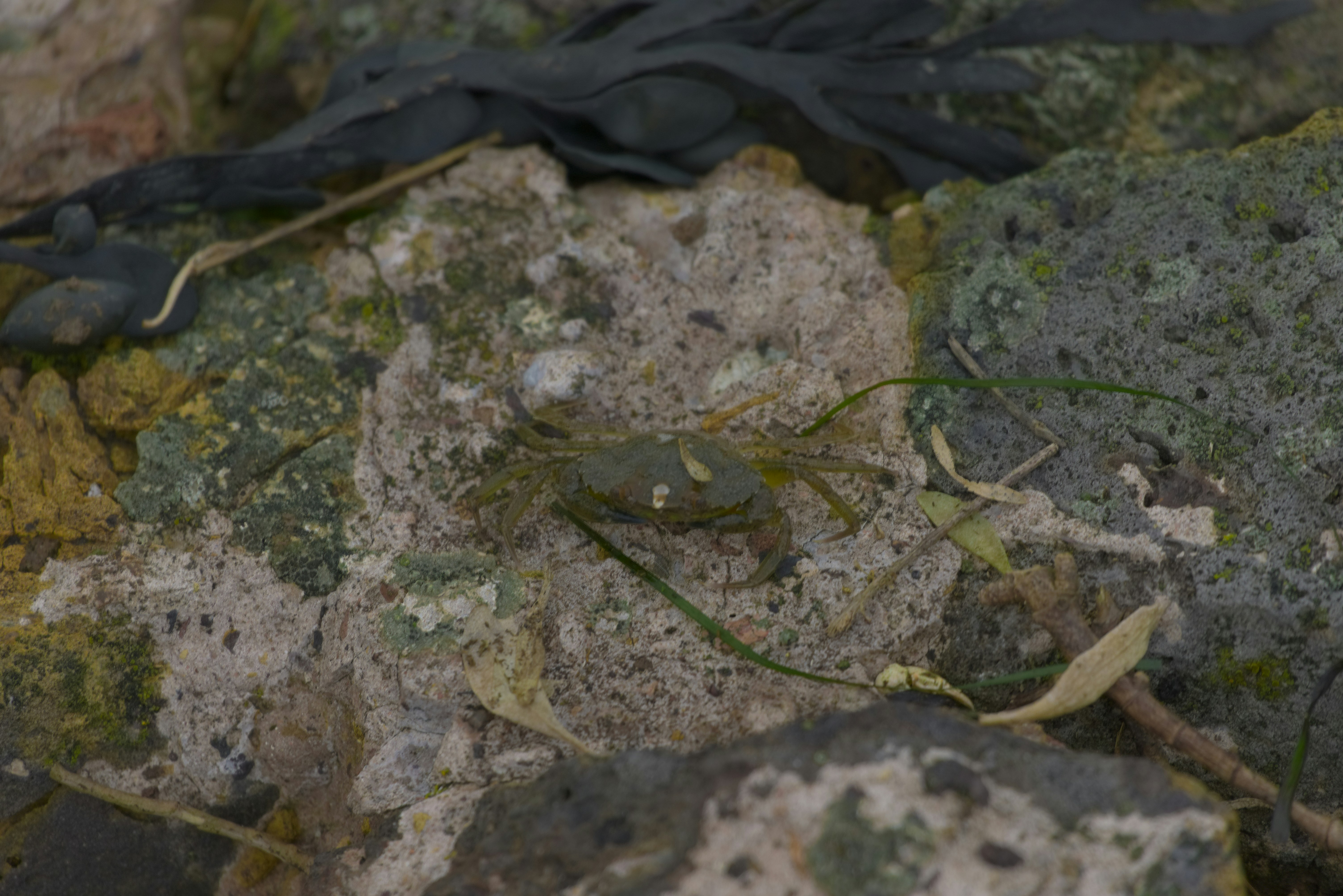 Crab Camouflage: Nature's Master of Disguise