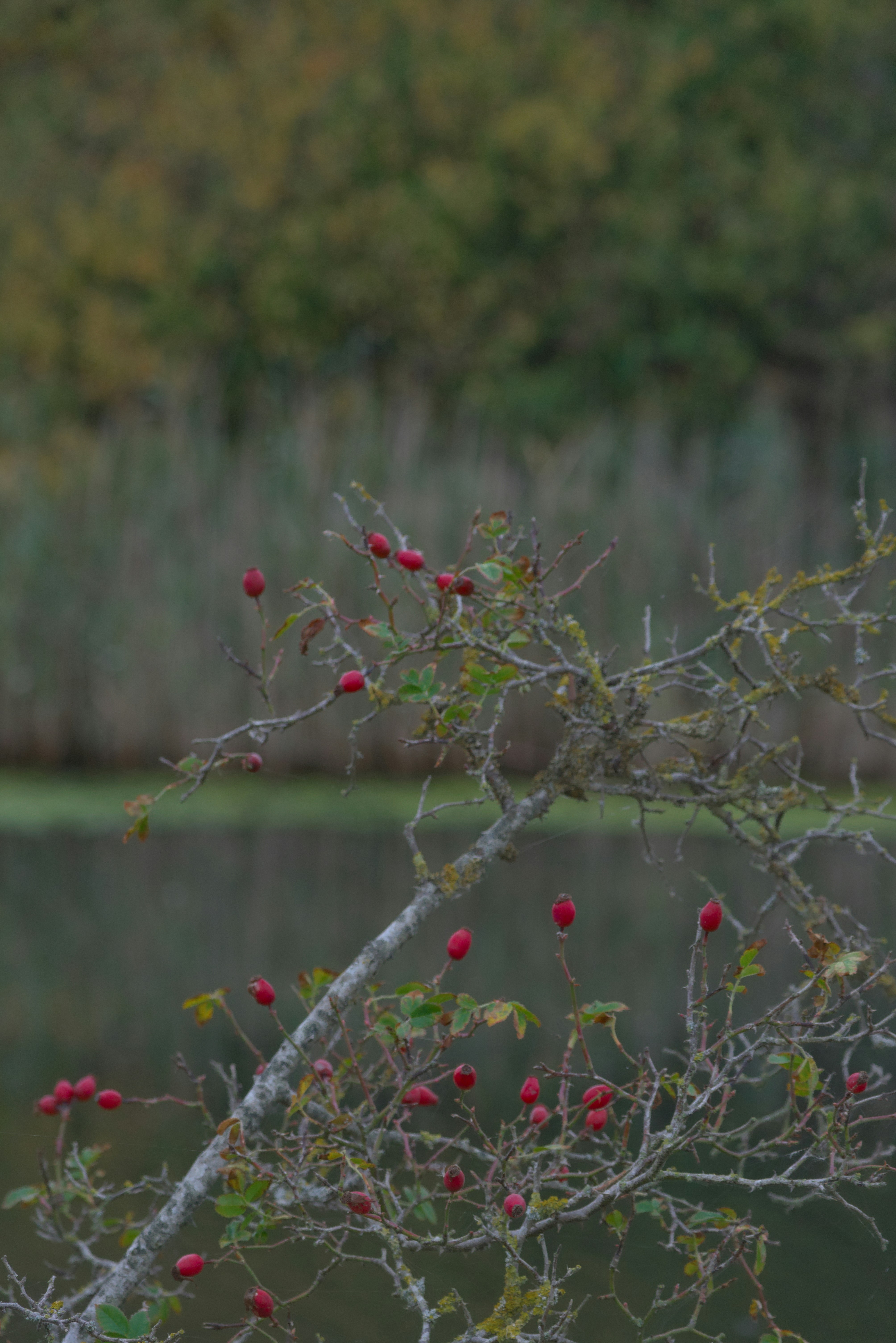 Nature's Subtle Hues: A Study in Autumn's Palette