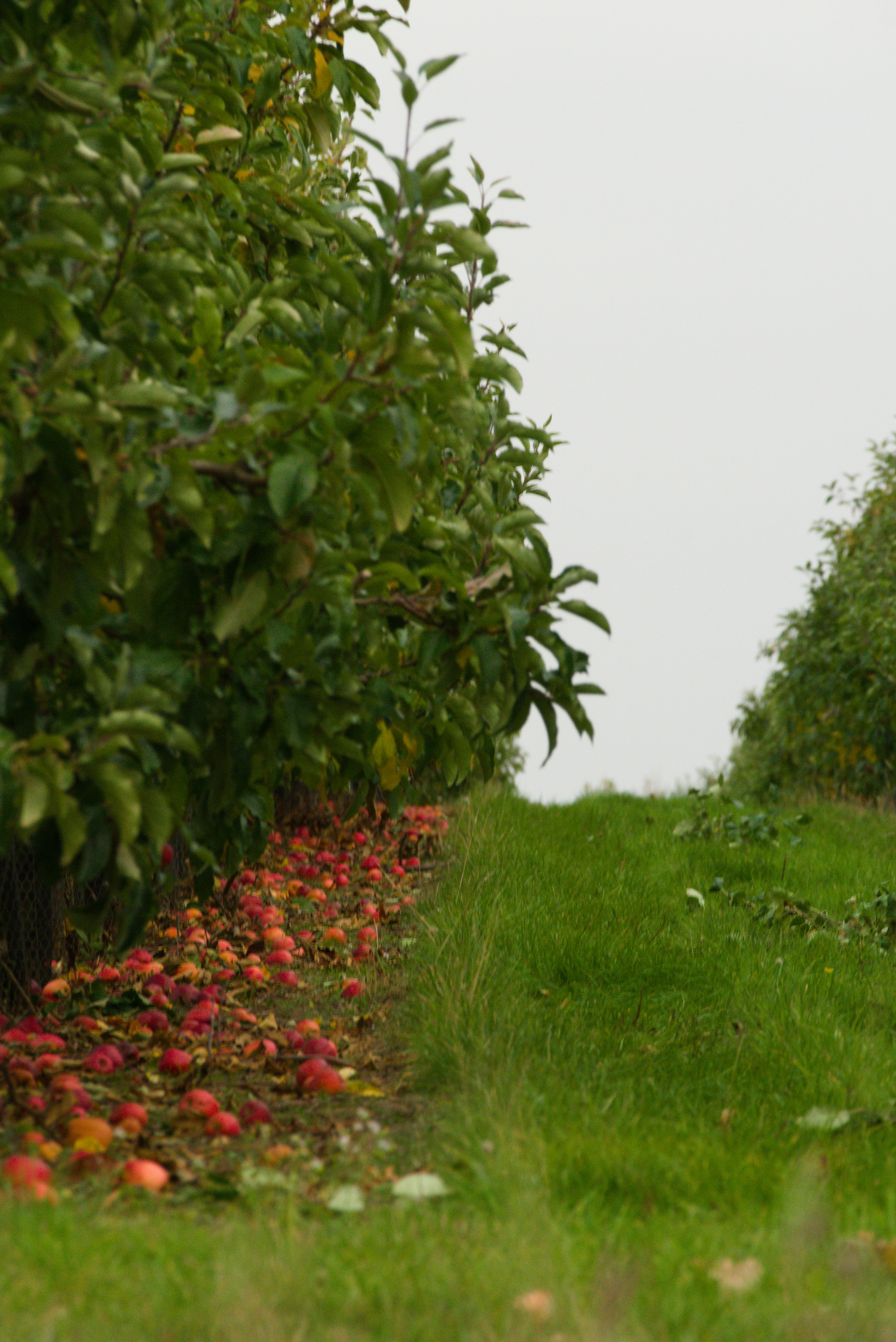 Harvest Pathway: A Journey Through Autumn's Bounty