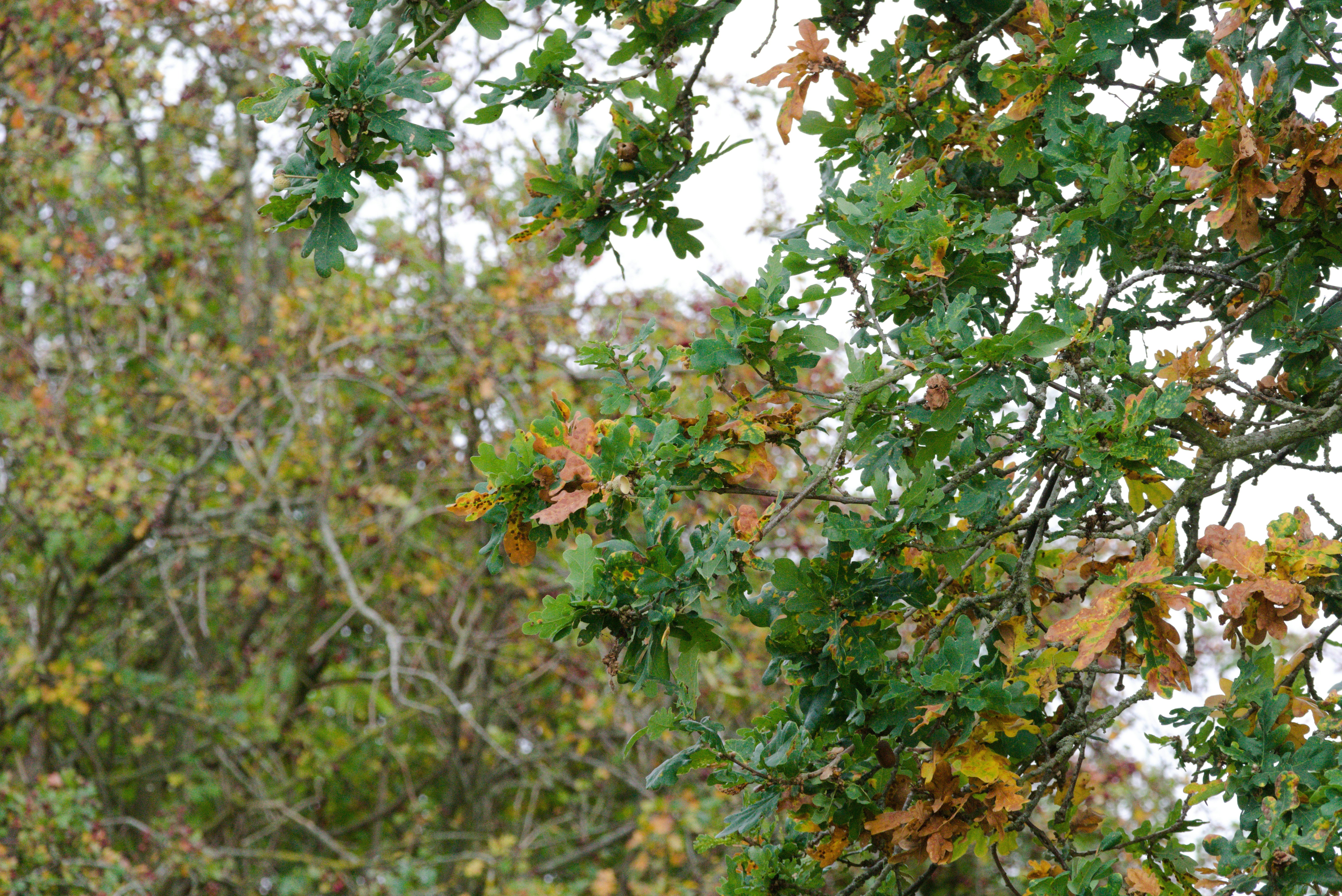 Whispers of Autumn: A Tapestry of Leaves