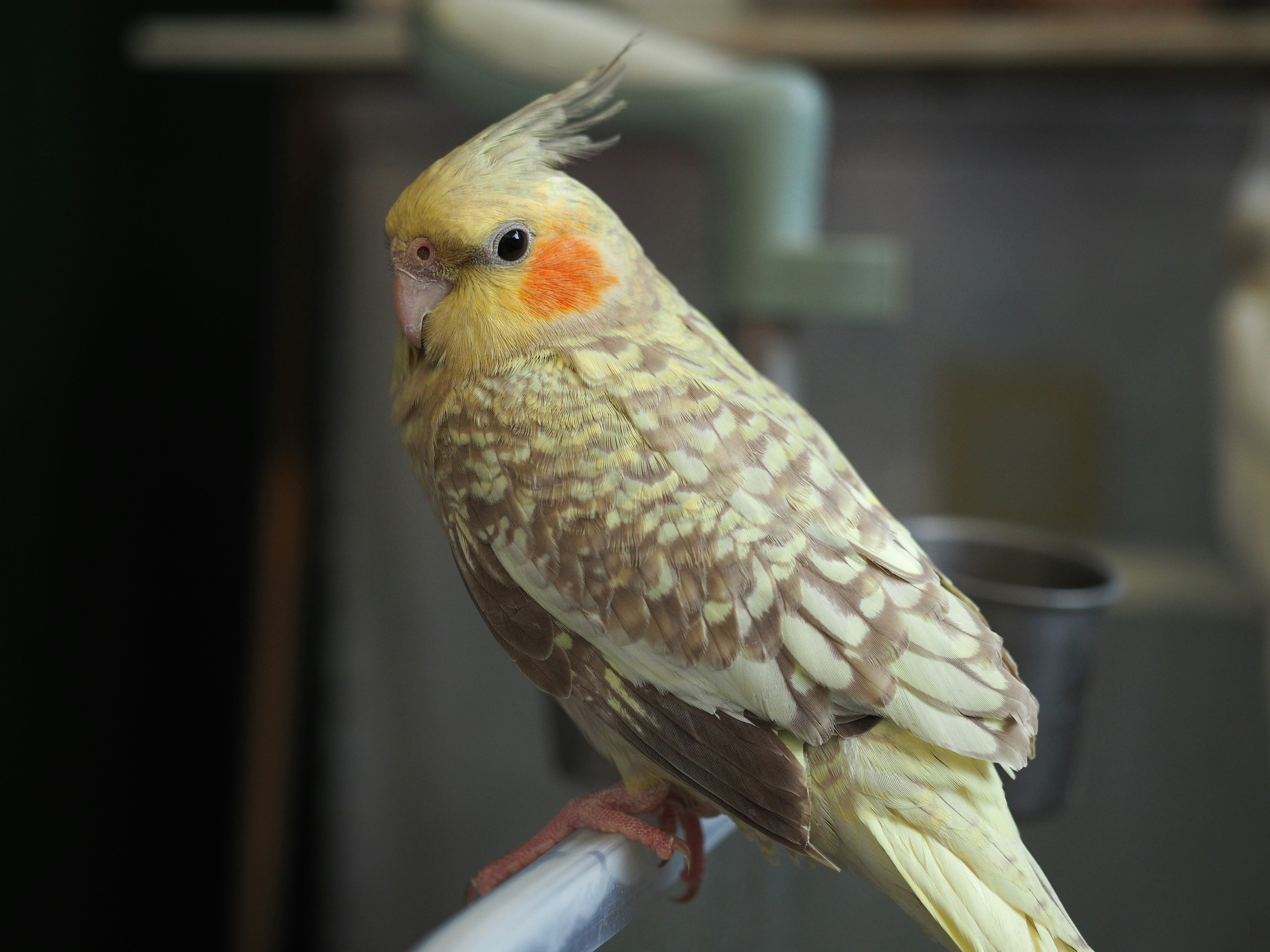 Whimsical Whistle of the Cockatiel
