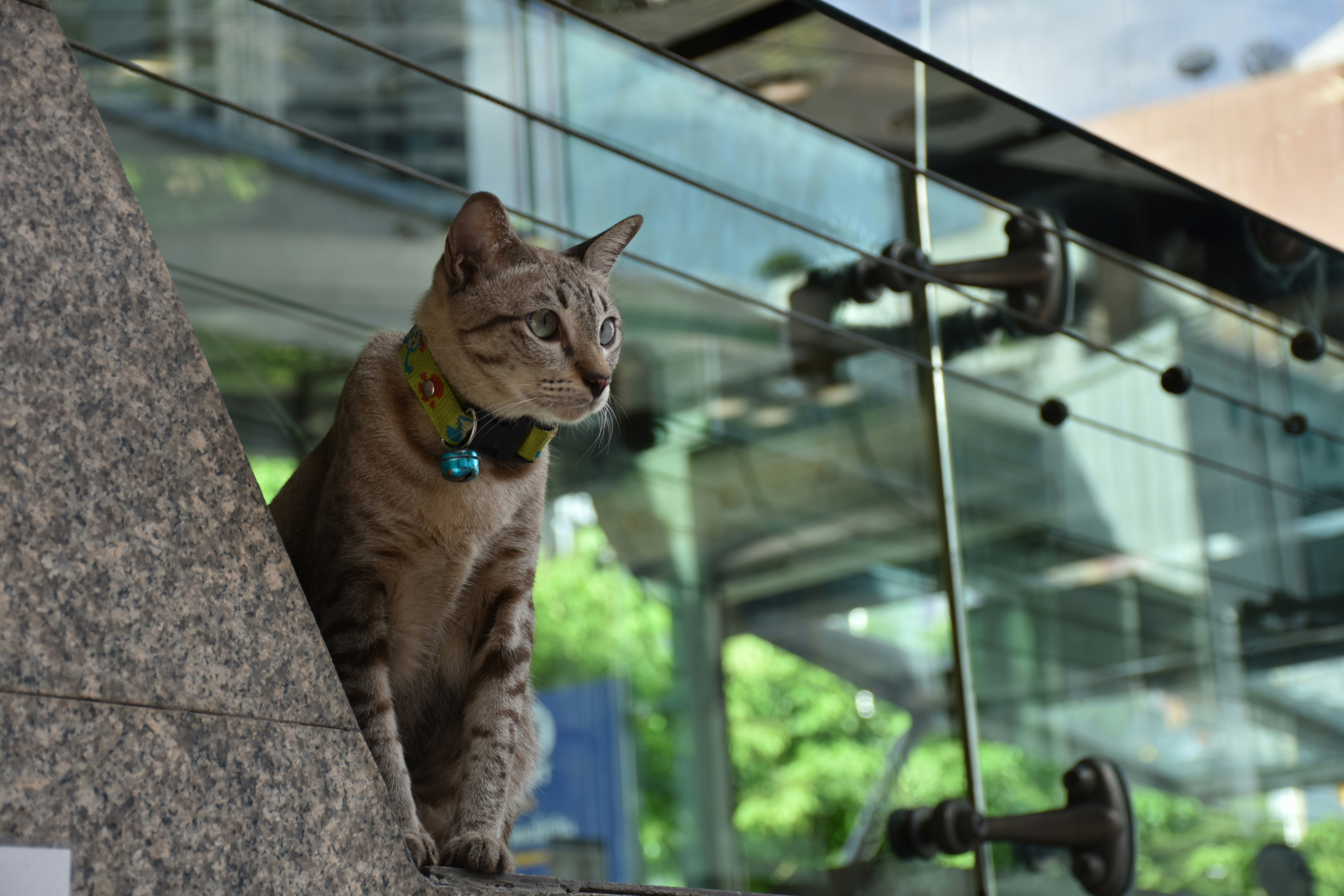 A tabby cat with a collar sits on a ledge.