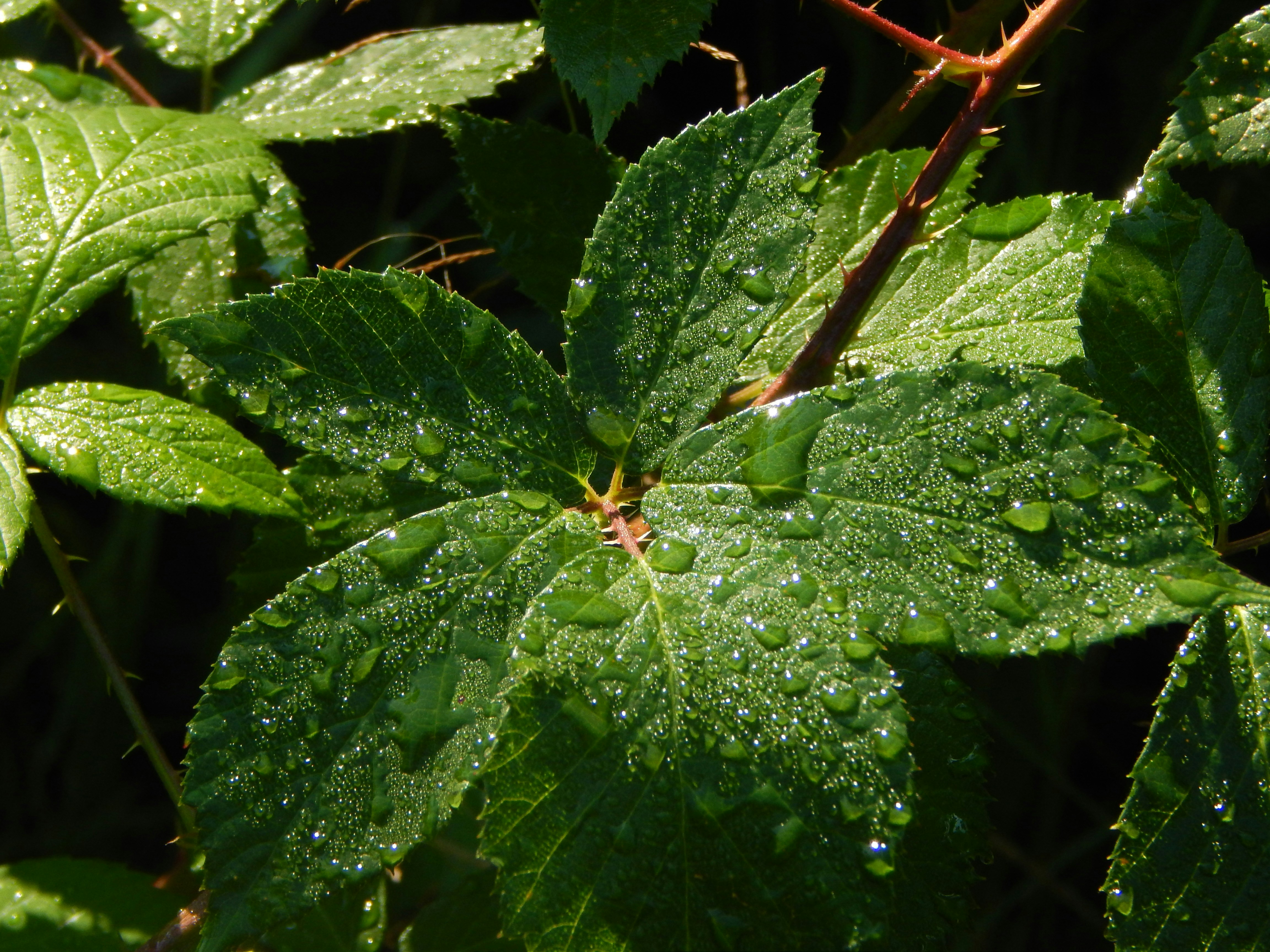 Nature's Crystal Canvas