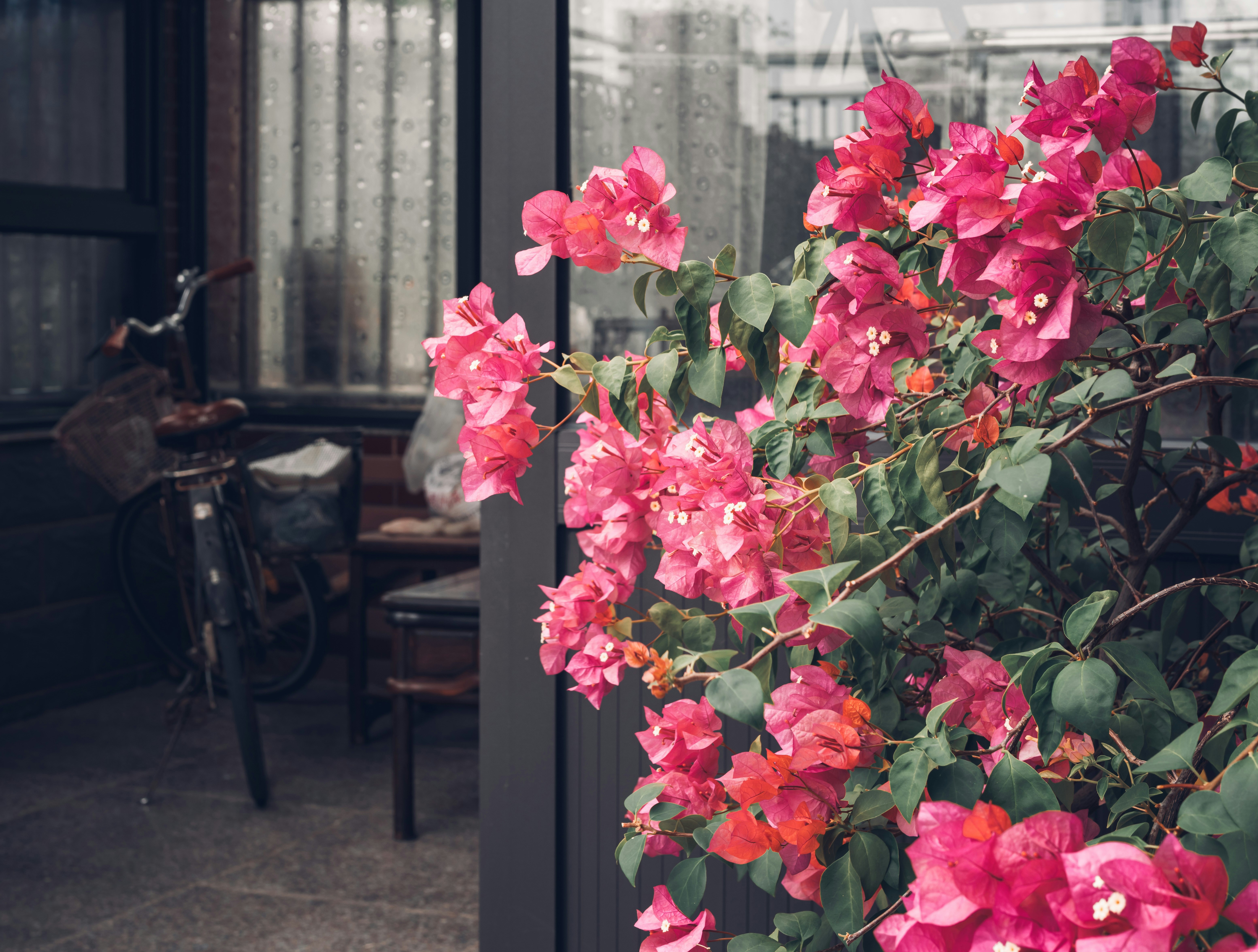 Bougainvillea's Vibrant Embrace