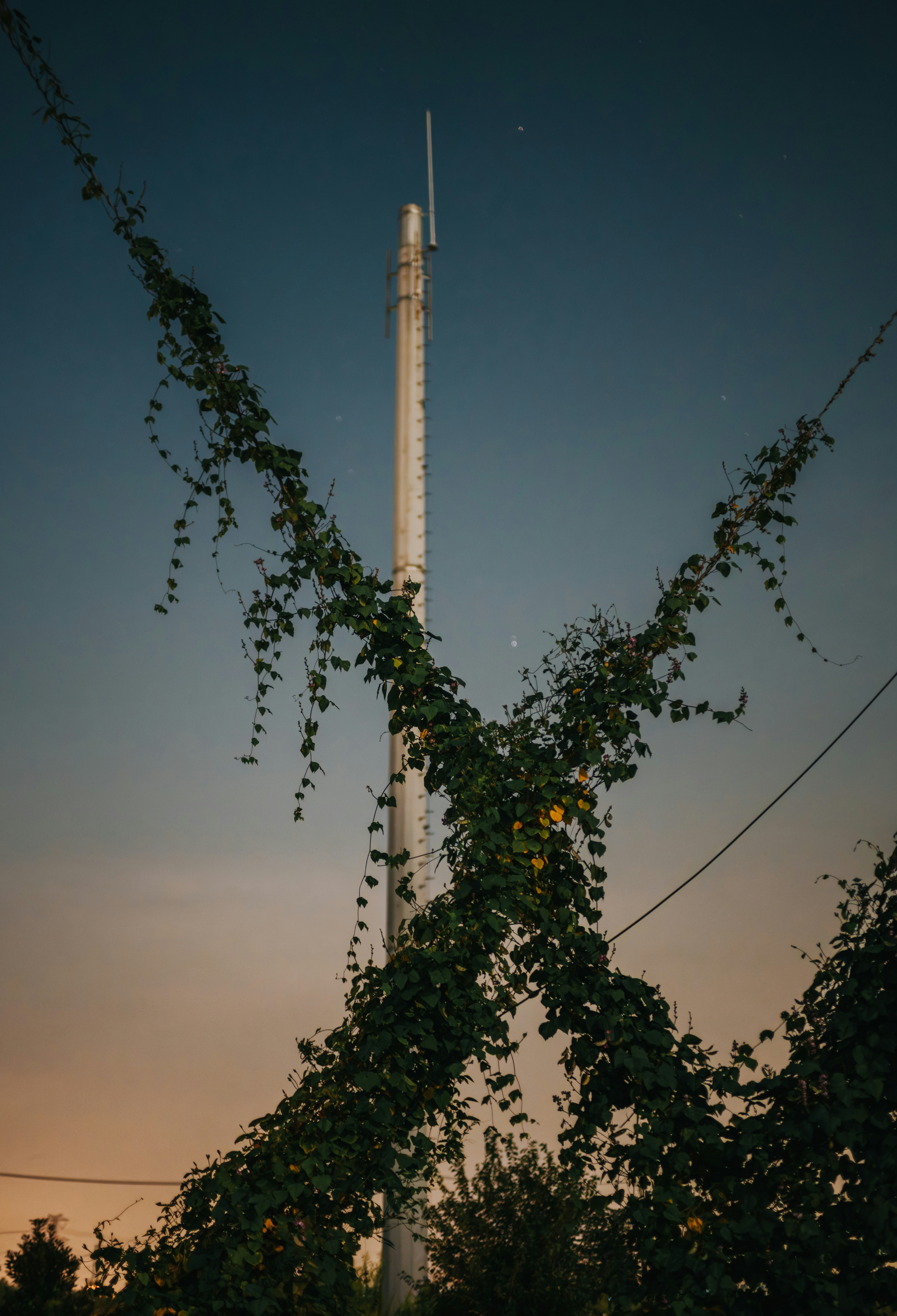 Vines intertwining with a tall communication tower against a twilight sky, symbolizing nature reclaiming urban spaces.