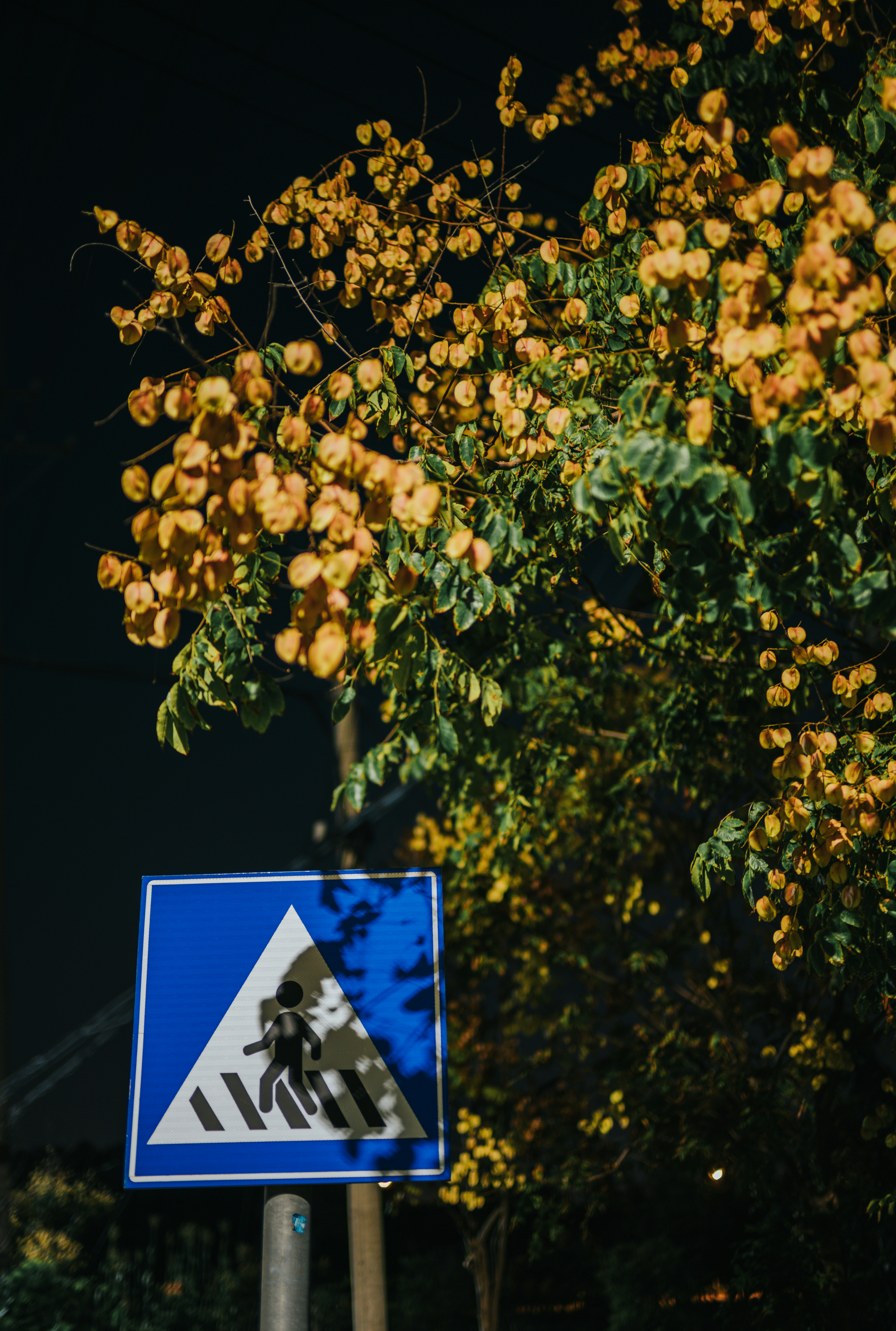 Nighttime Caution: Nature Meets Urban Signage