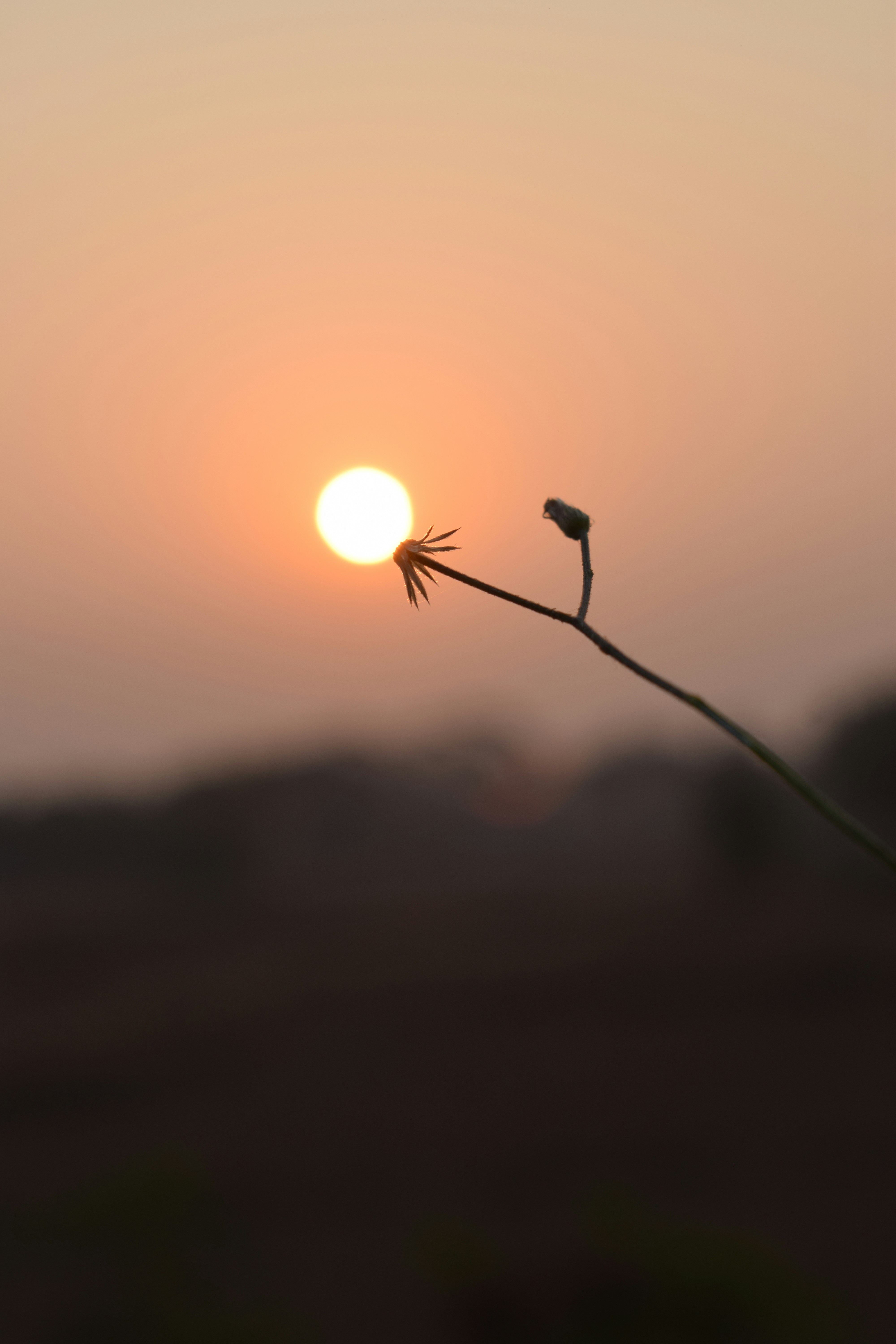 A single stem with a wilting flower at sunset