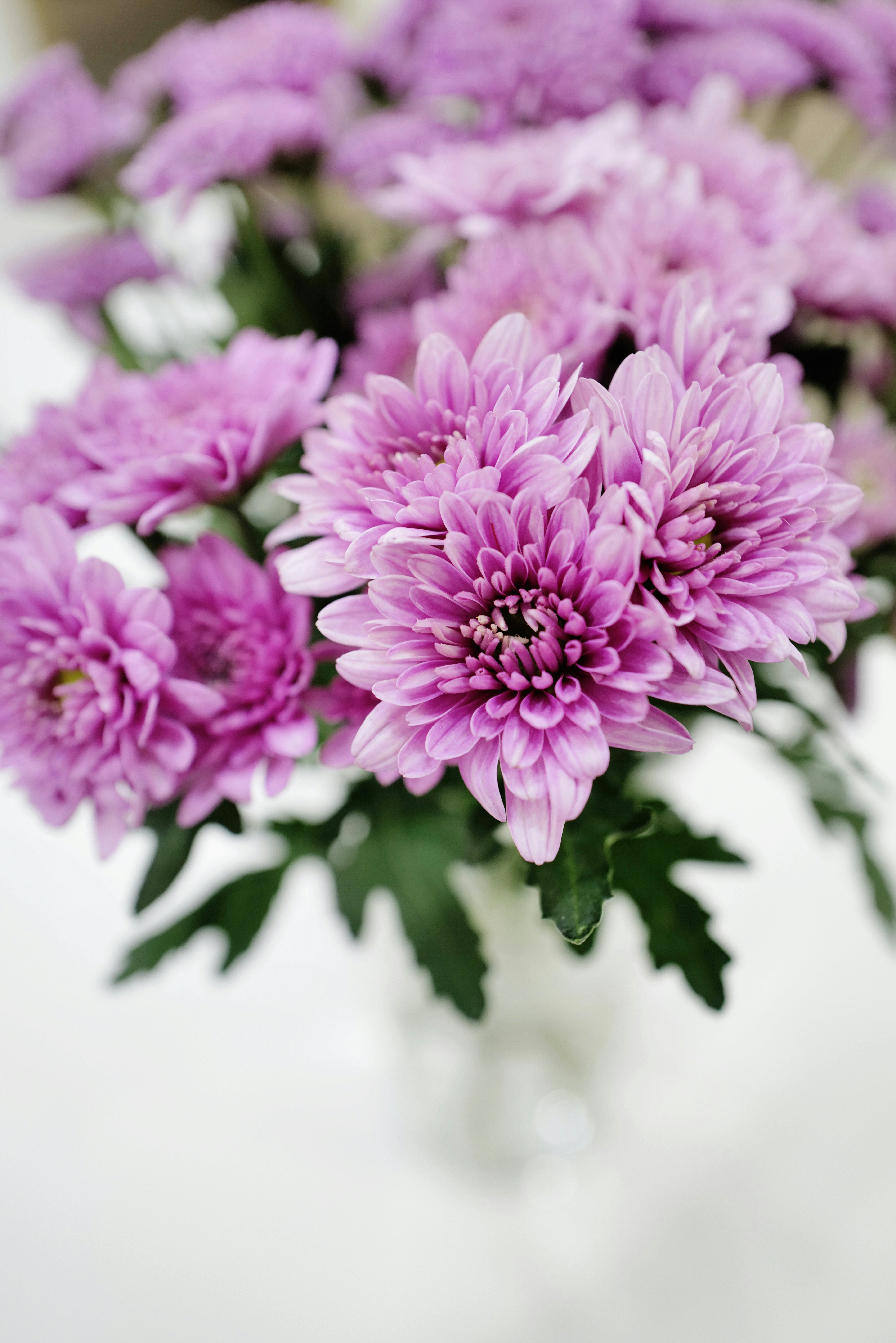 Petal Crown: Close-Up of Pink Chrysanthemums in a Glass Vase