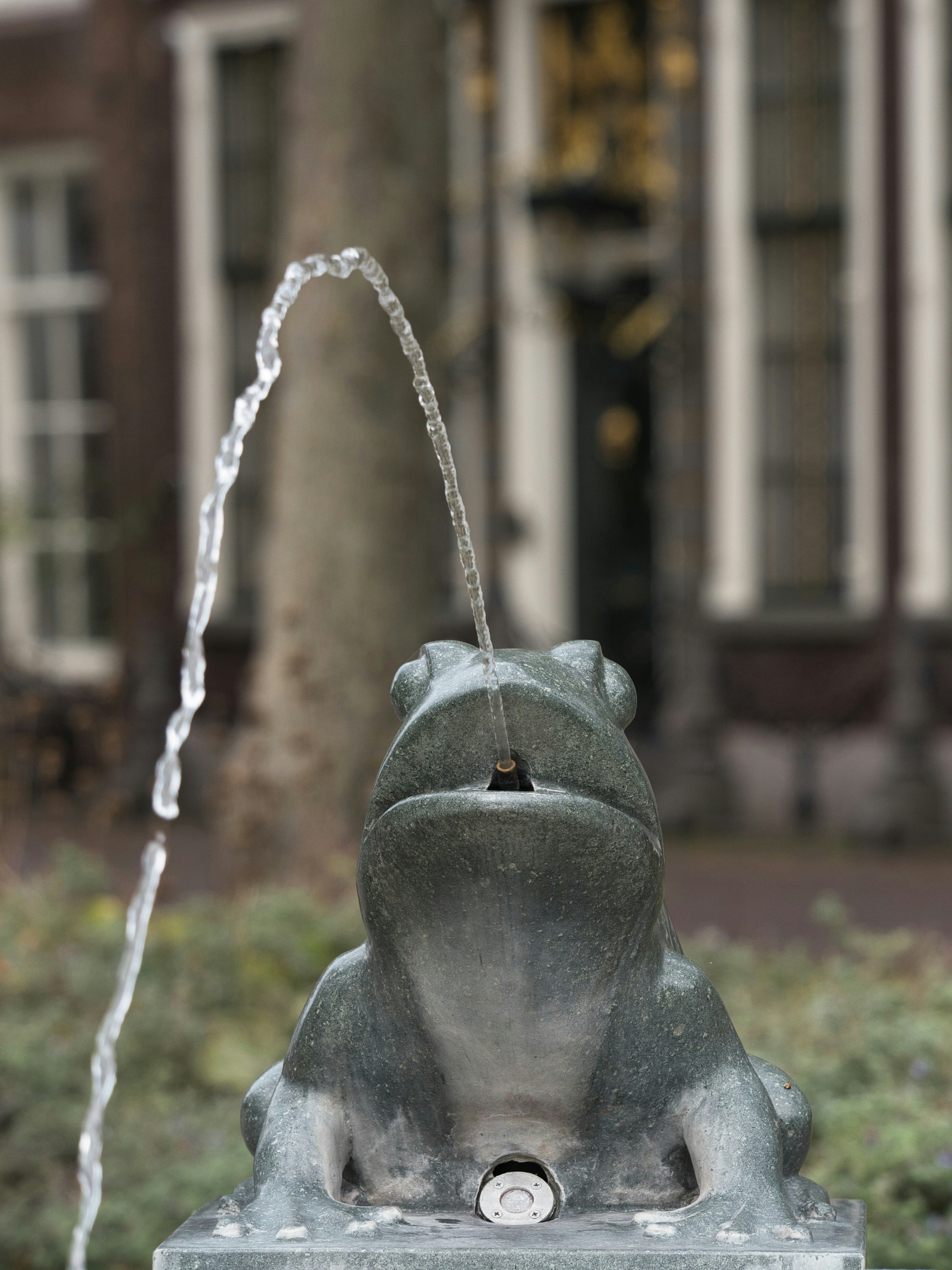 The Frog's Fountain: A Whisper of Water