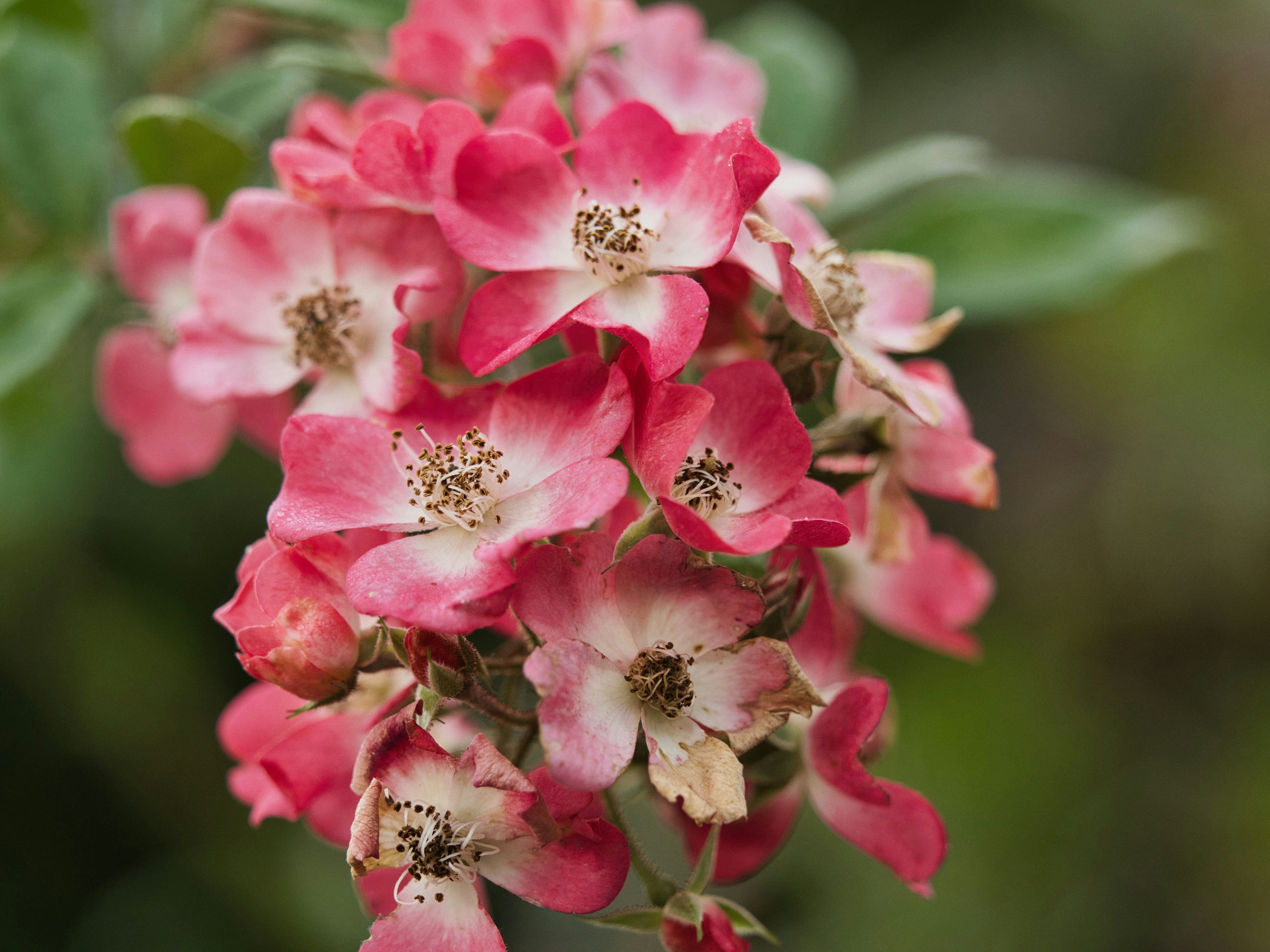Whispers of Spring: A Floral Symphony