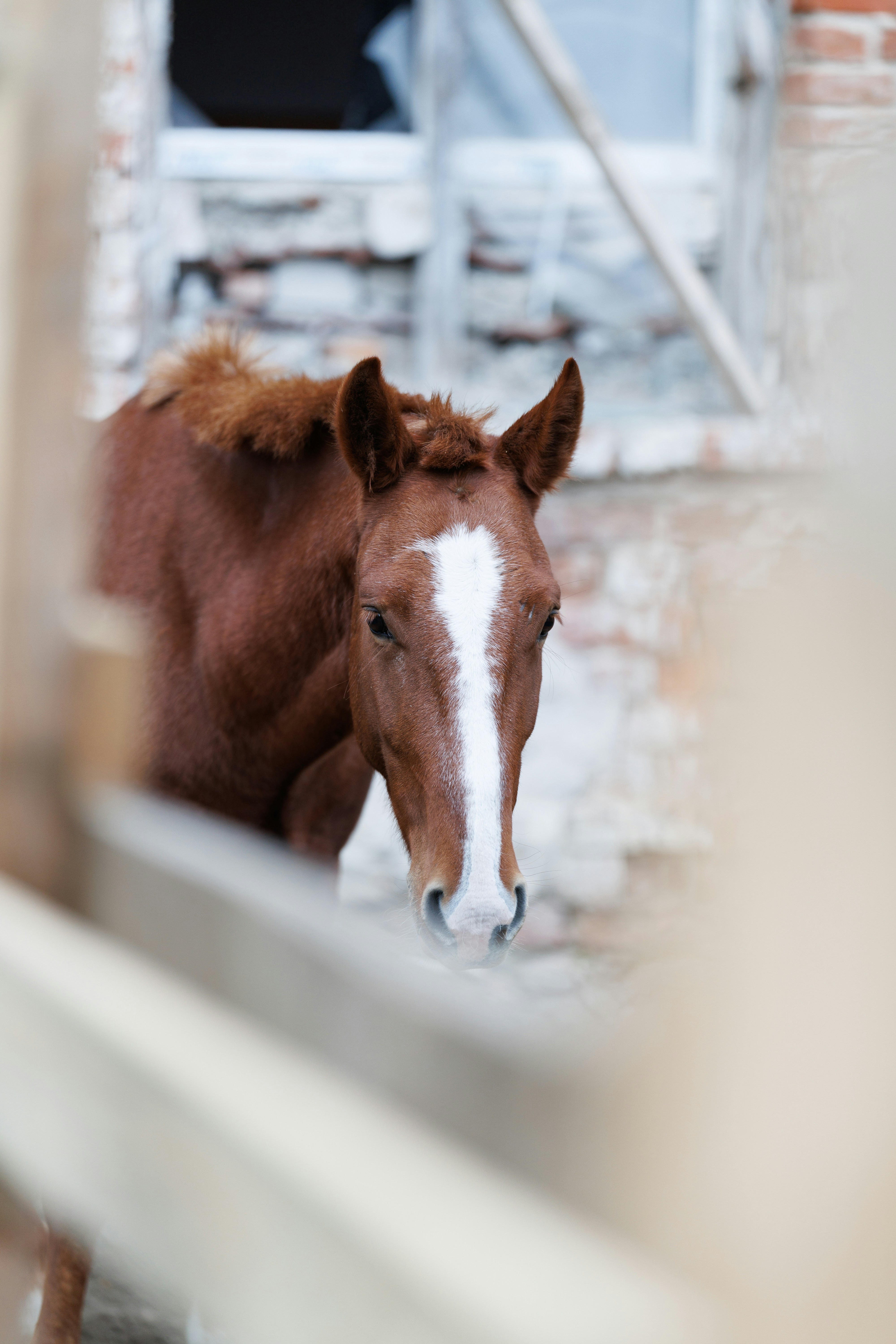 A Glimpse of Equine Serenity