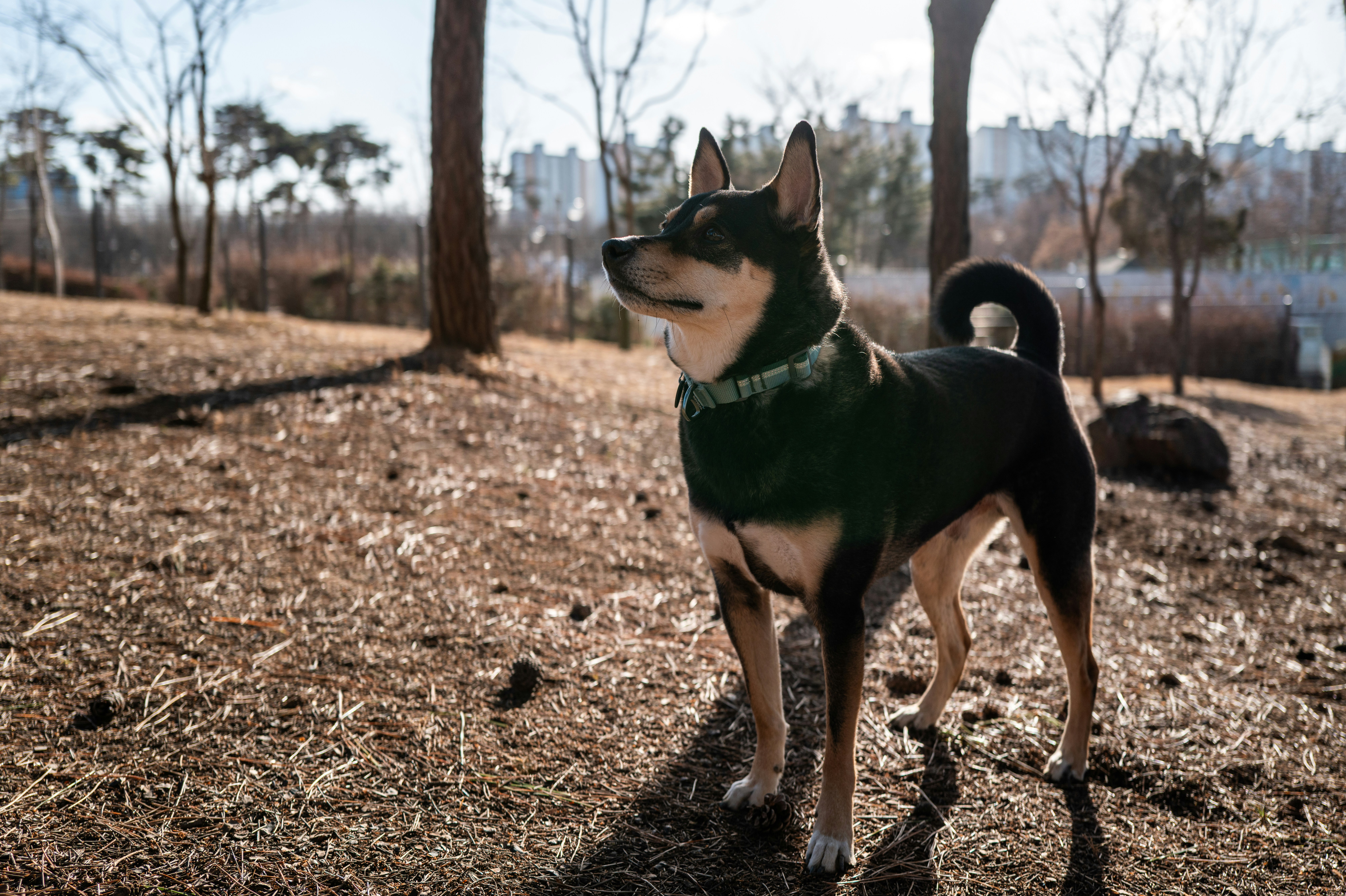 Photograph of a sable-and-tan dog standing alert in a sunlit park with a distant city skyline.