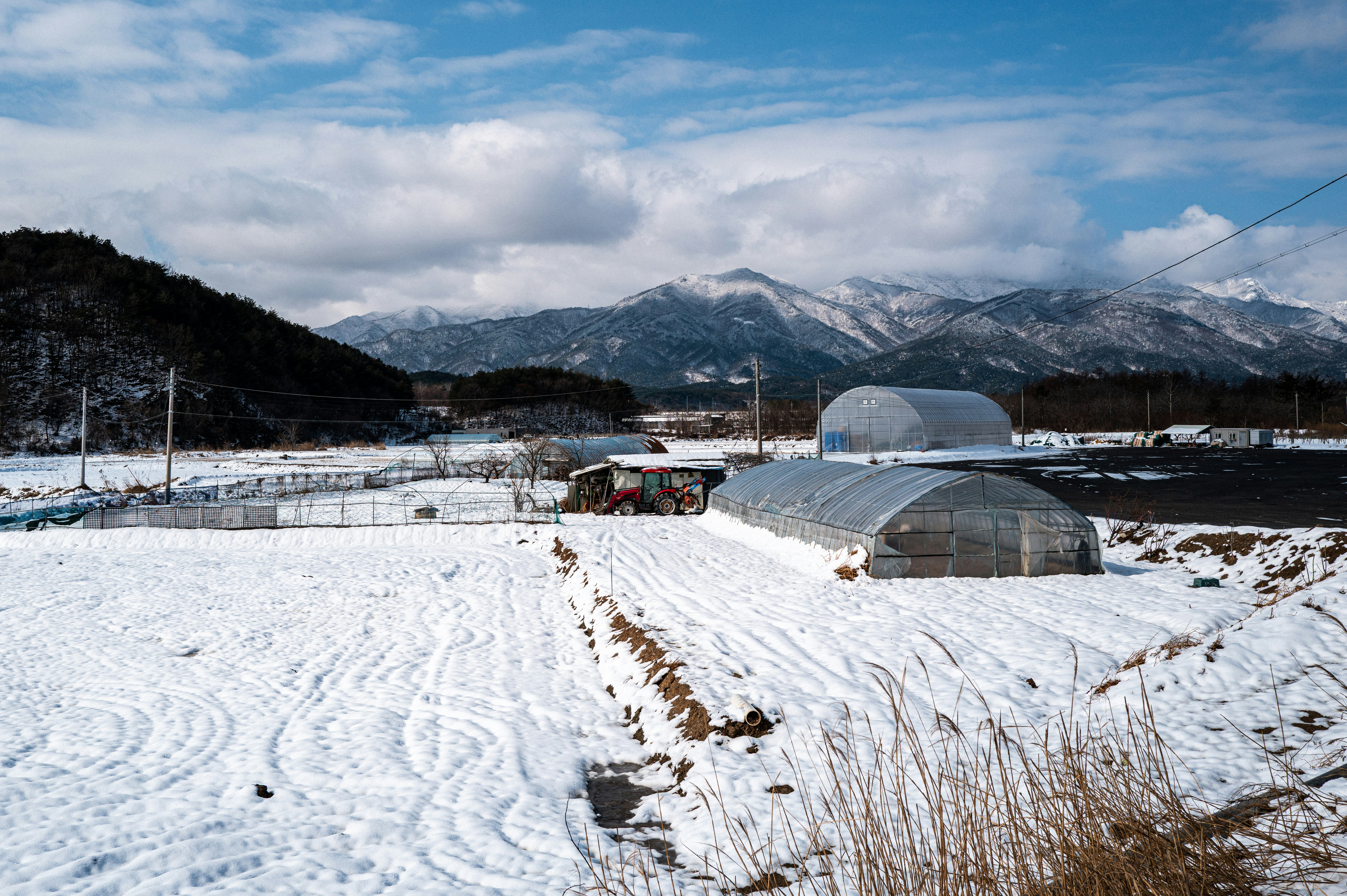 Silent Winter Harvest: A Glimpse into Agricultural Resilience