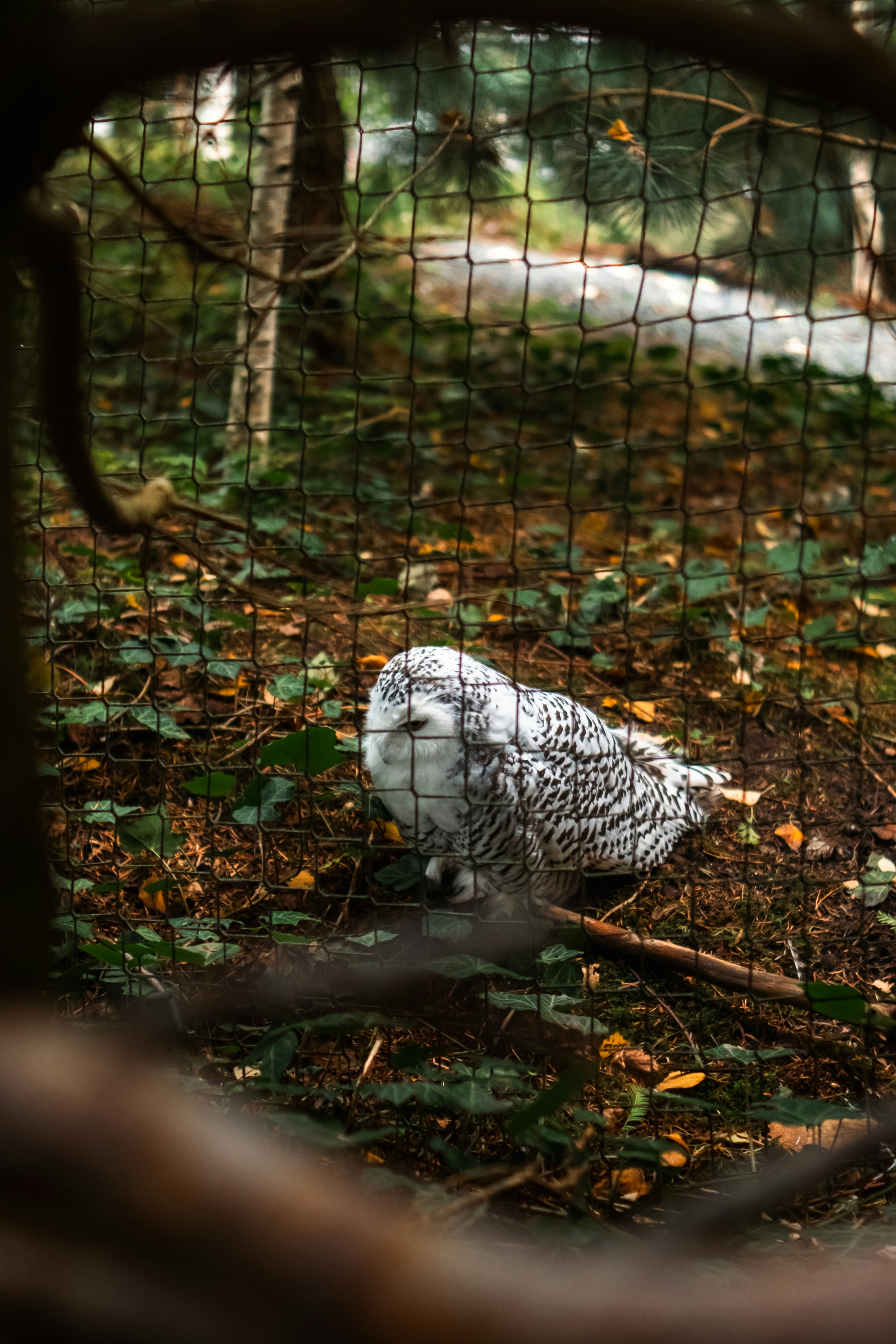 Whispers of the Snowy Owl