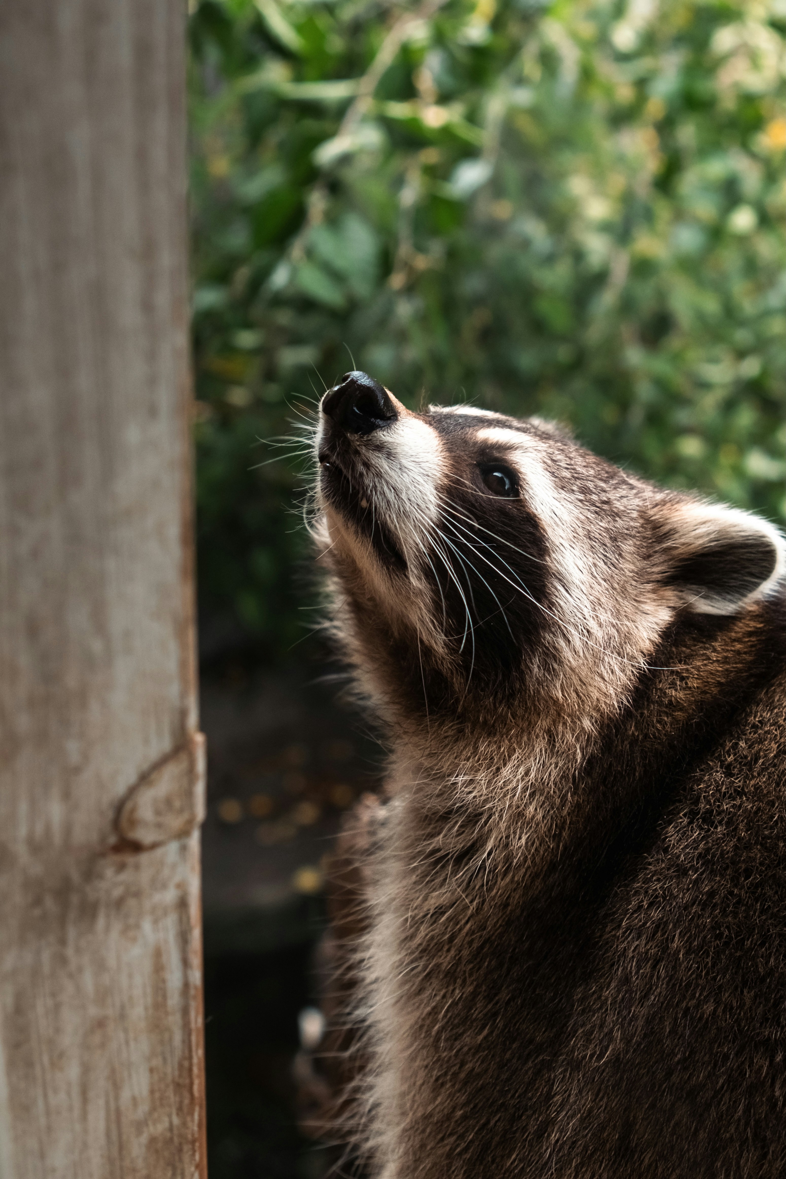 Whiskers and Wonder: A Raccoon's Curiosity