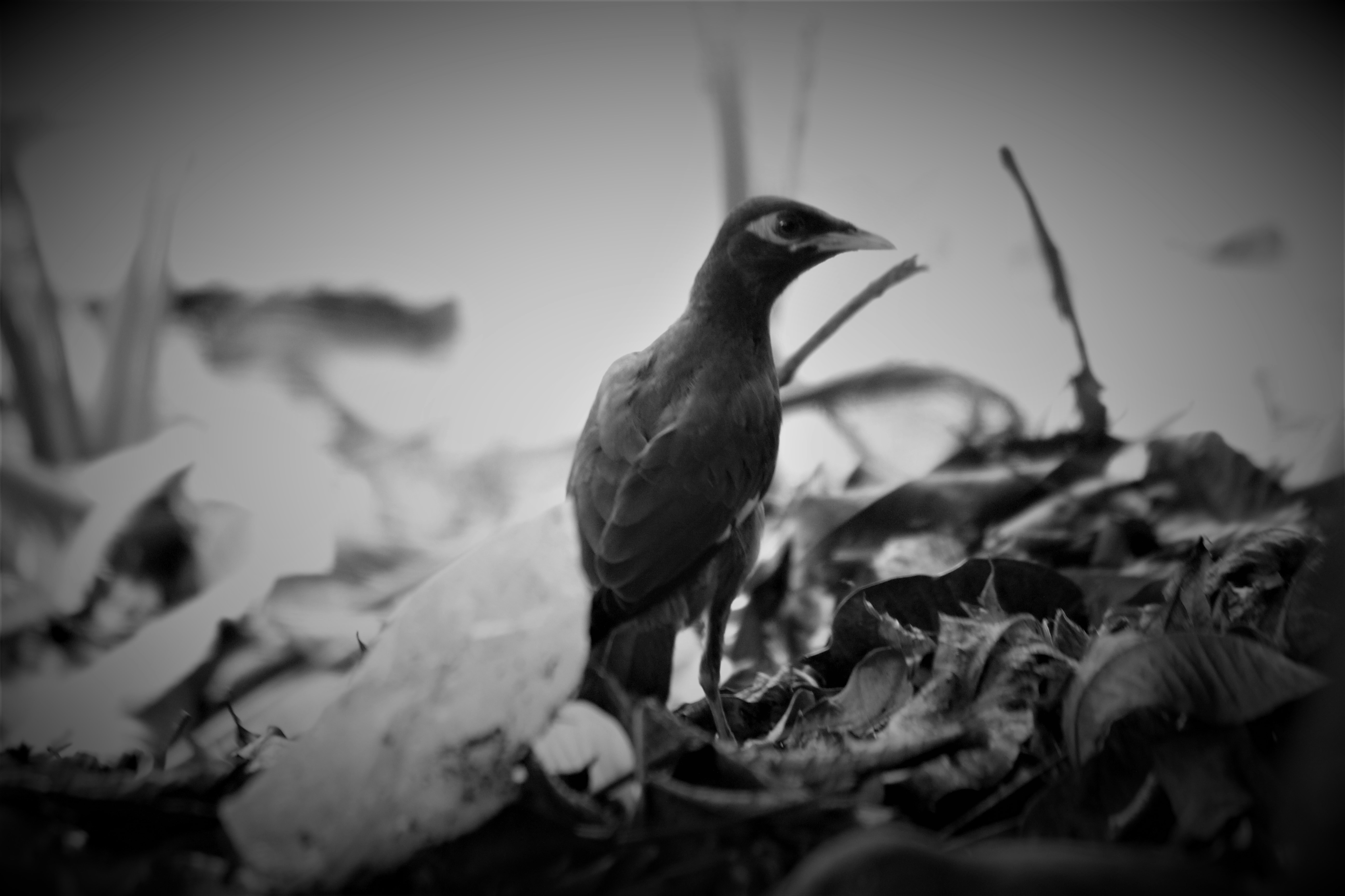 Silent Watcher Among the Leaves