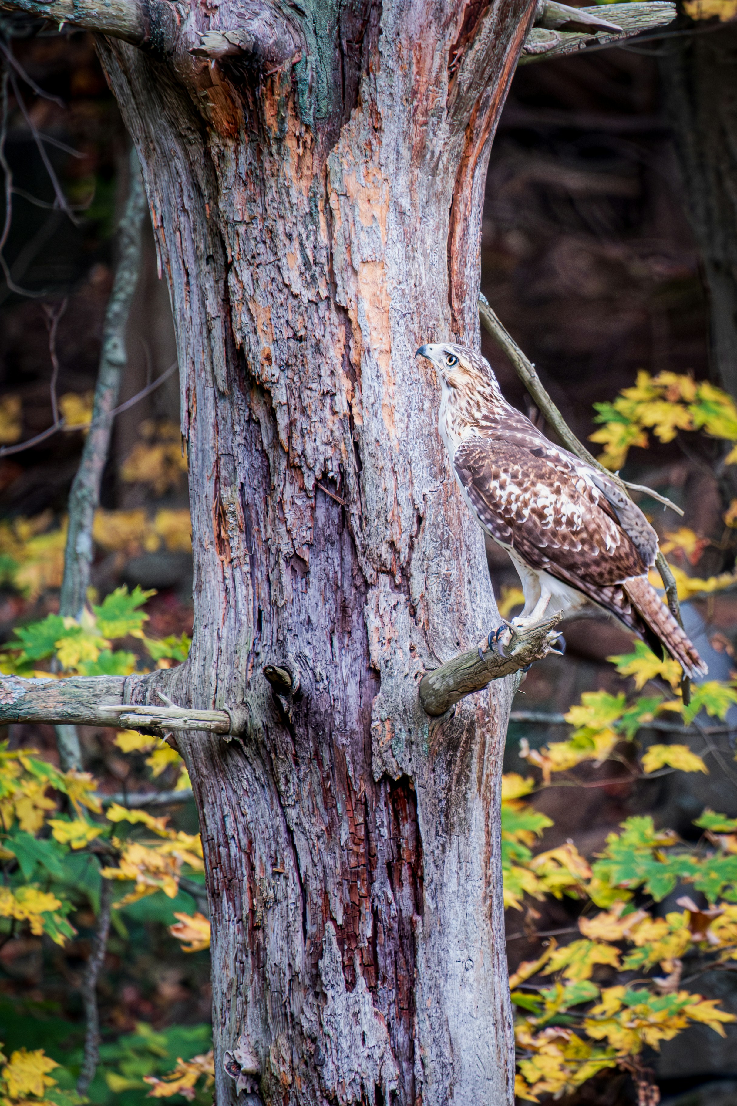 A hawk perched on a gnarled tree, surrounded by vibrant autumn foliage. The scene captures the essence of wildlife in a serene woodland setting.