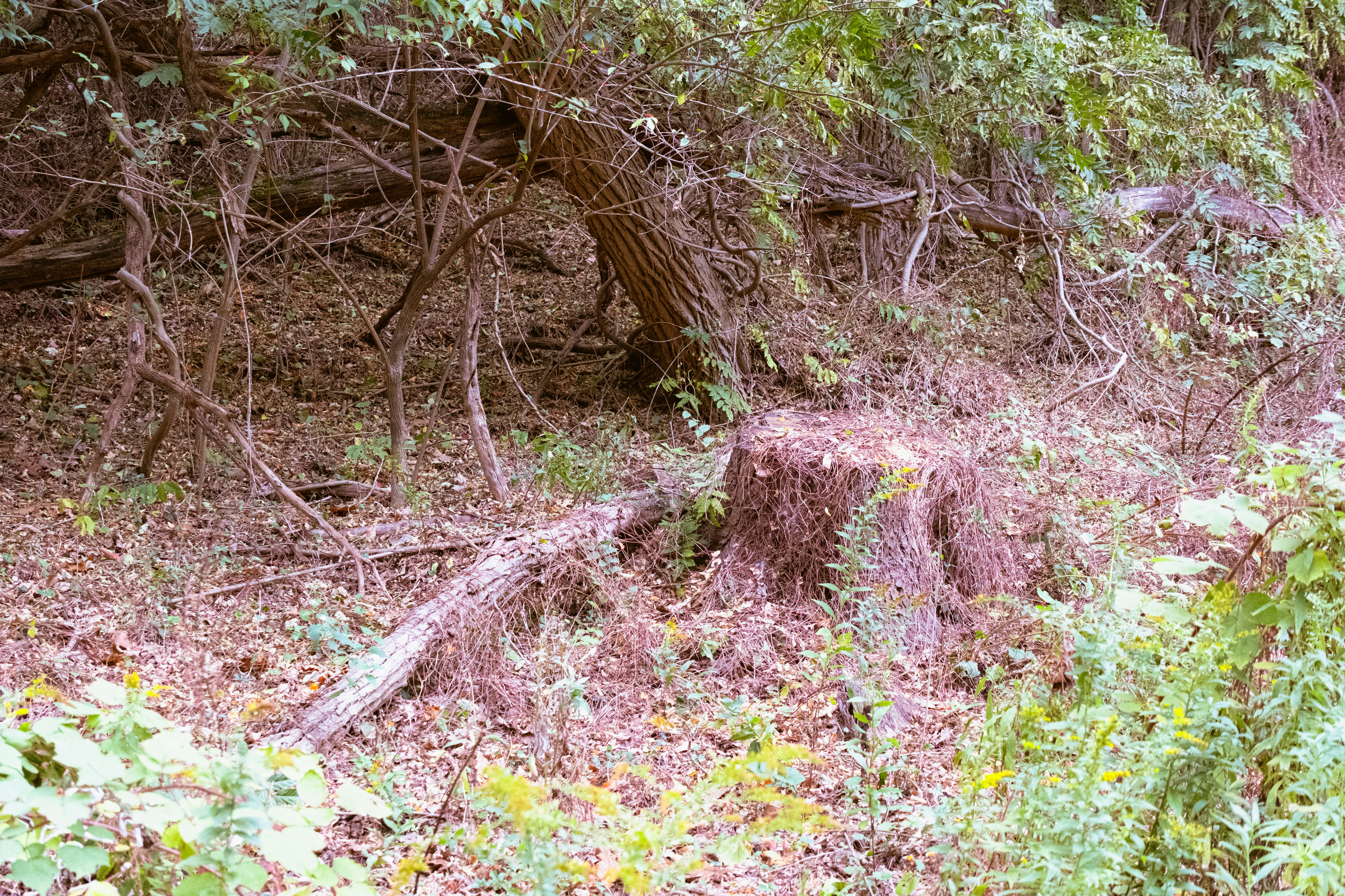A weathered tree stump surrounded by earthy foliage and tangled roots in a serene woodland setting.