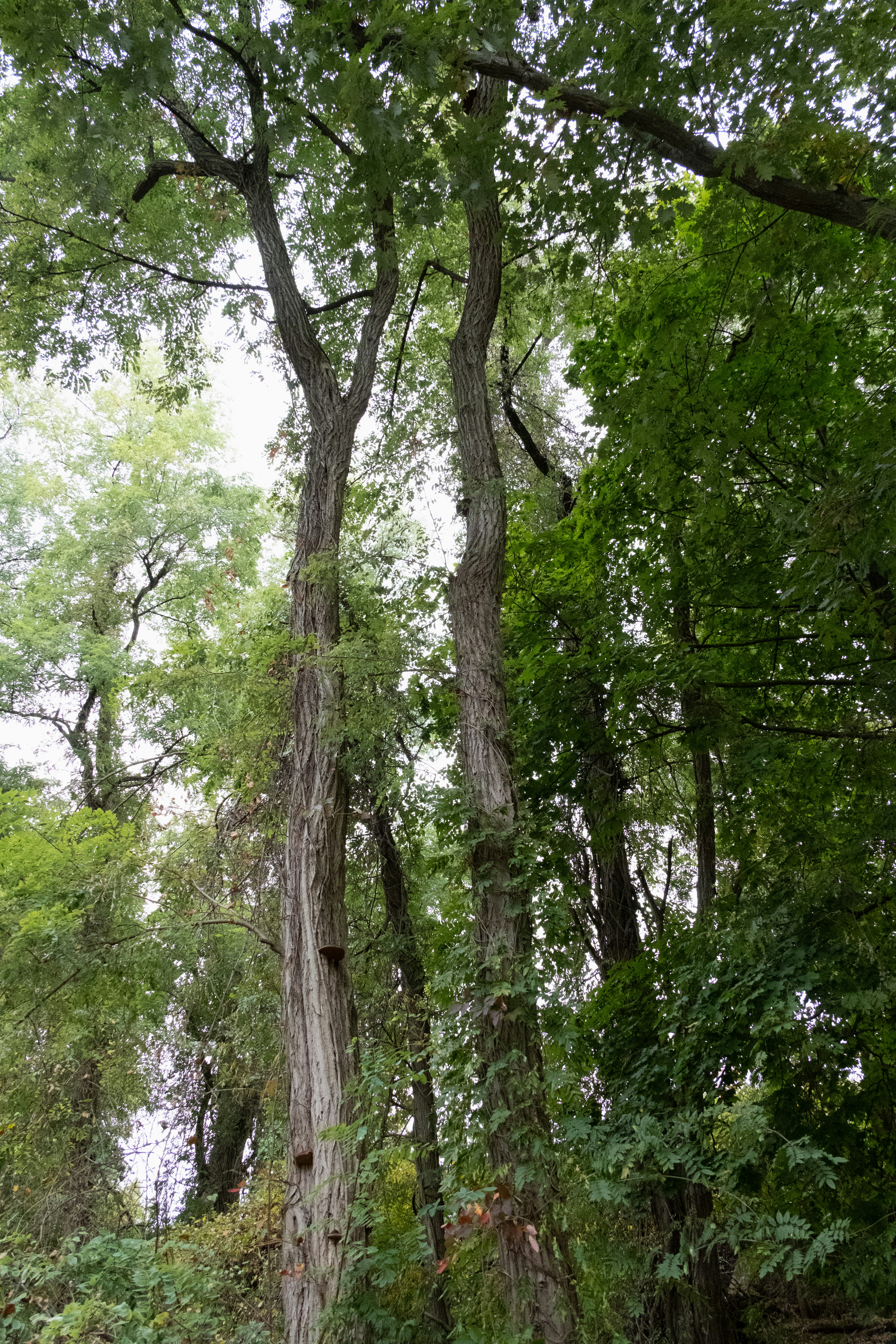 Towering trees entwined with lush green foliage in a serene forest setting.