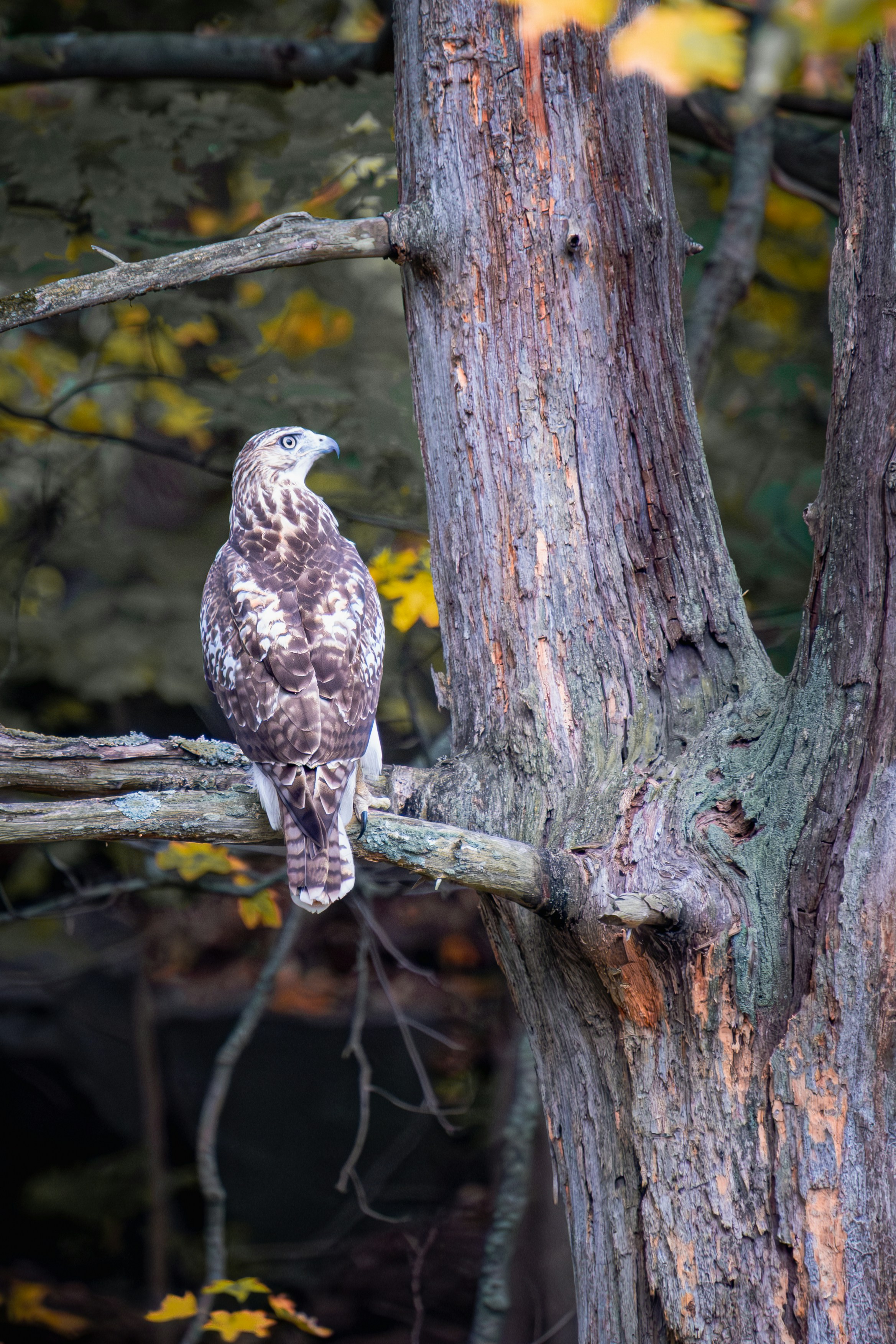 Guardian of the Canopy