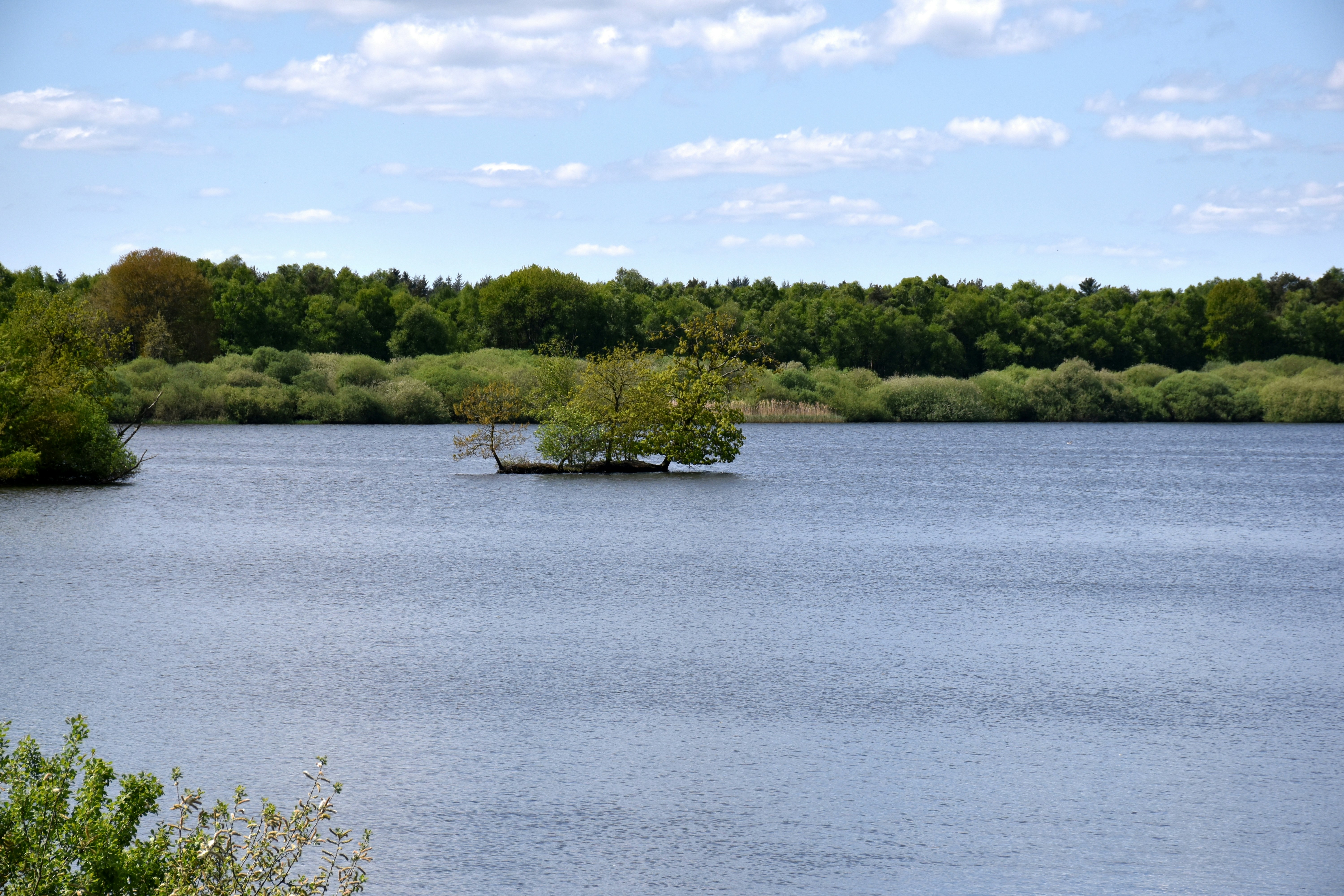 Isolated Canopy: A Lone Tree Island Anchoring a Quiet Lake