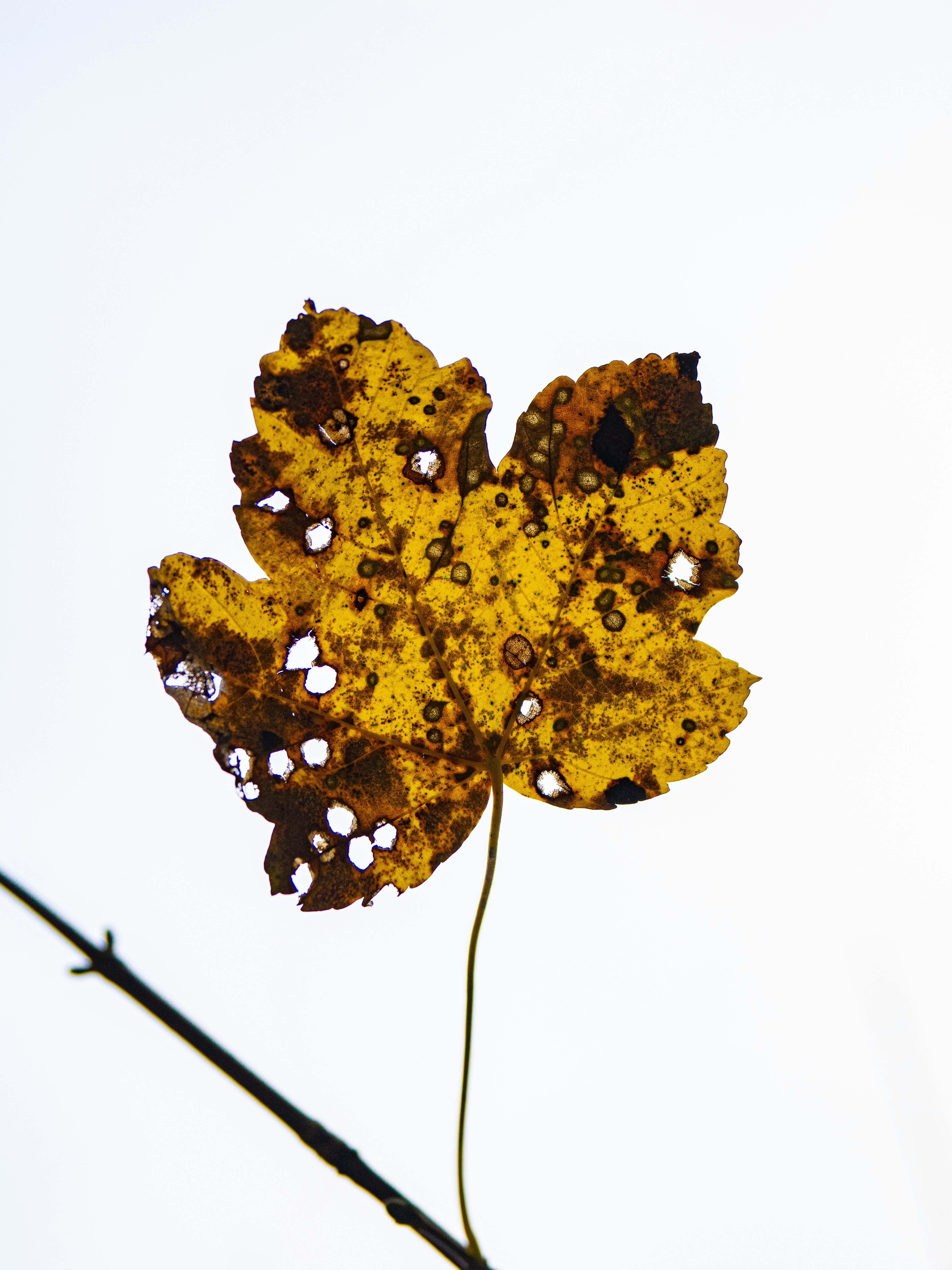 A yellow autumn leaf with holes on a branch.