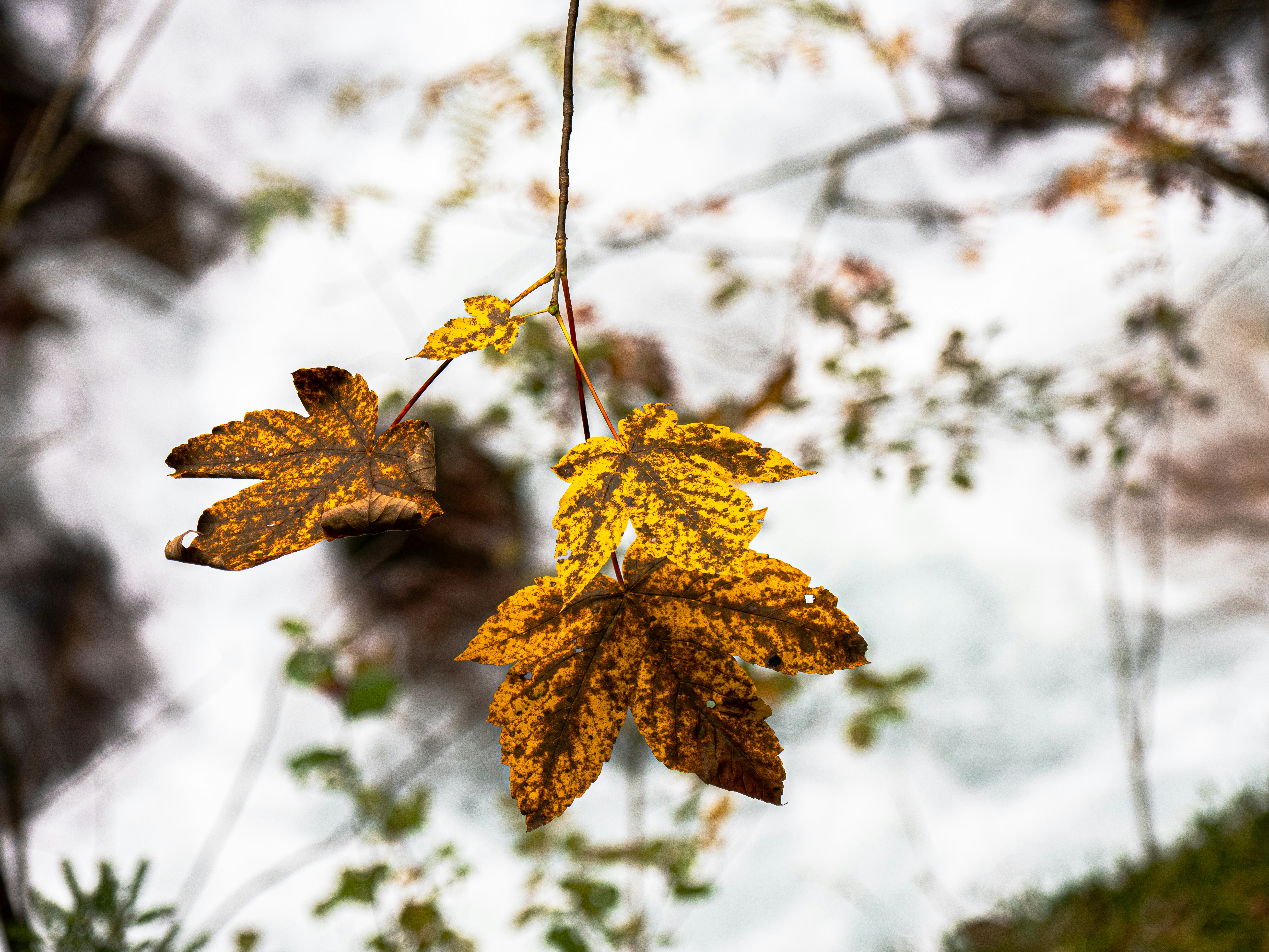Vibrant yellow leaves hanging delicately above a flowing stream, showcasing the contrast between autumn foliage and the rushing water below.
