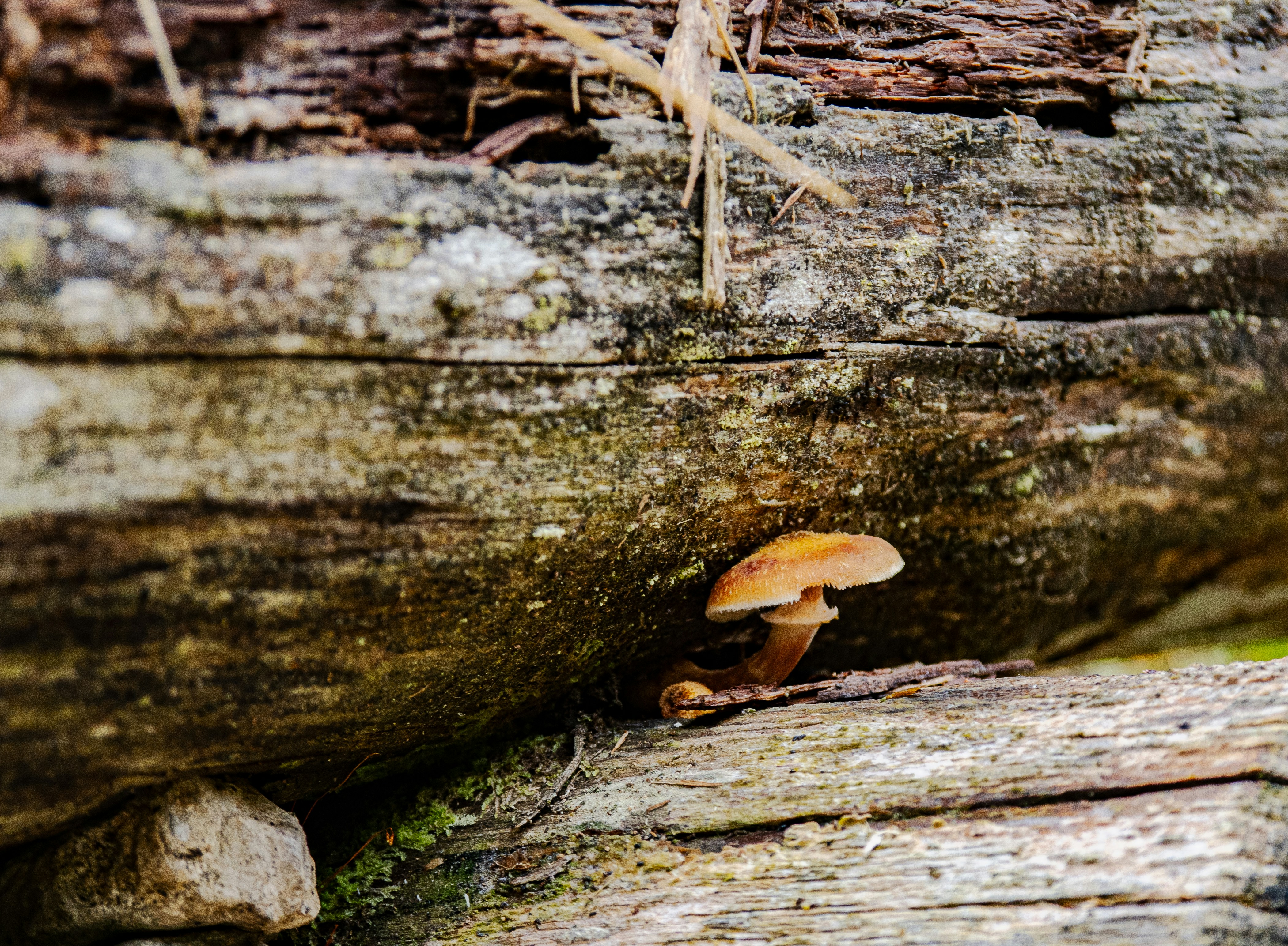 Small mushroom growing on a weathered log.