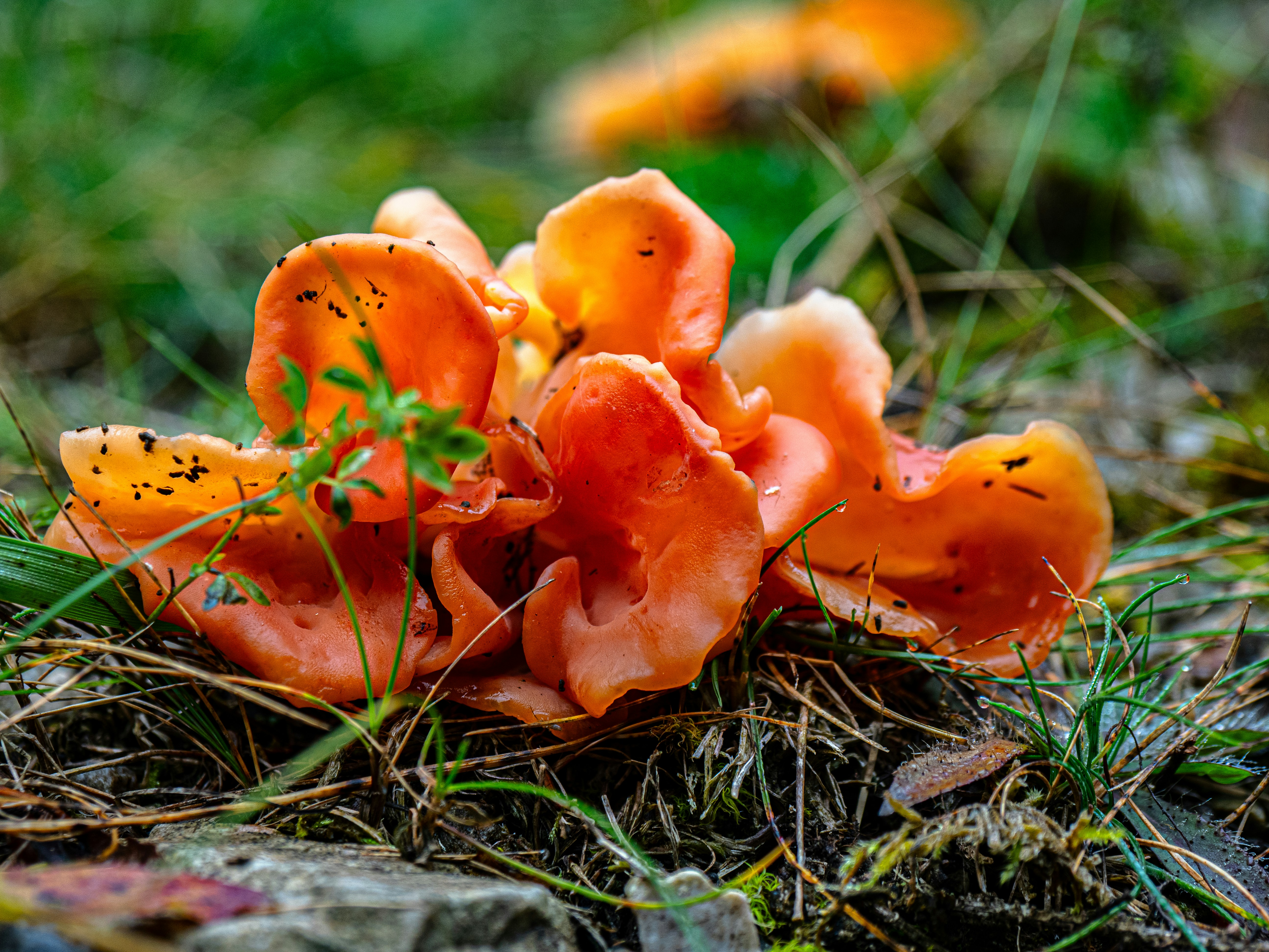 Nature's Coral: The Hidden Beauty of Fungi
