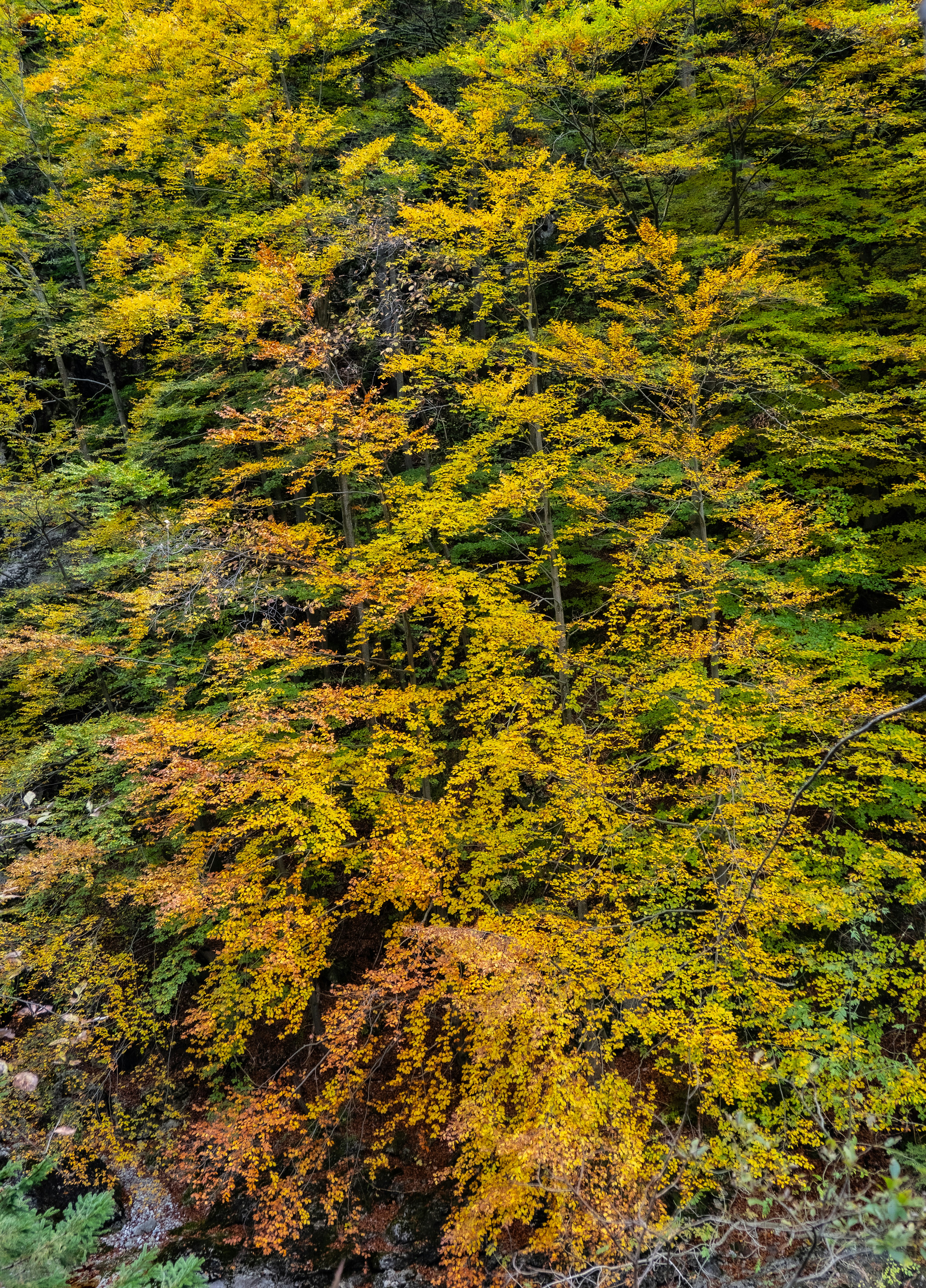 Golden Canopy Draped Across a Crag