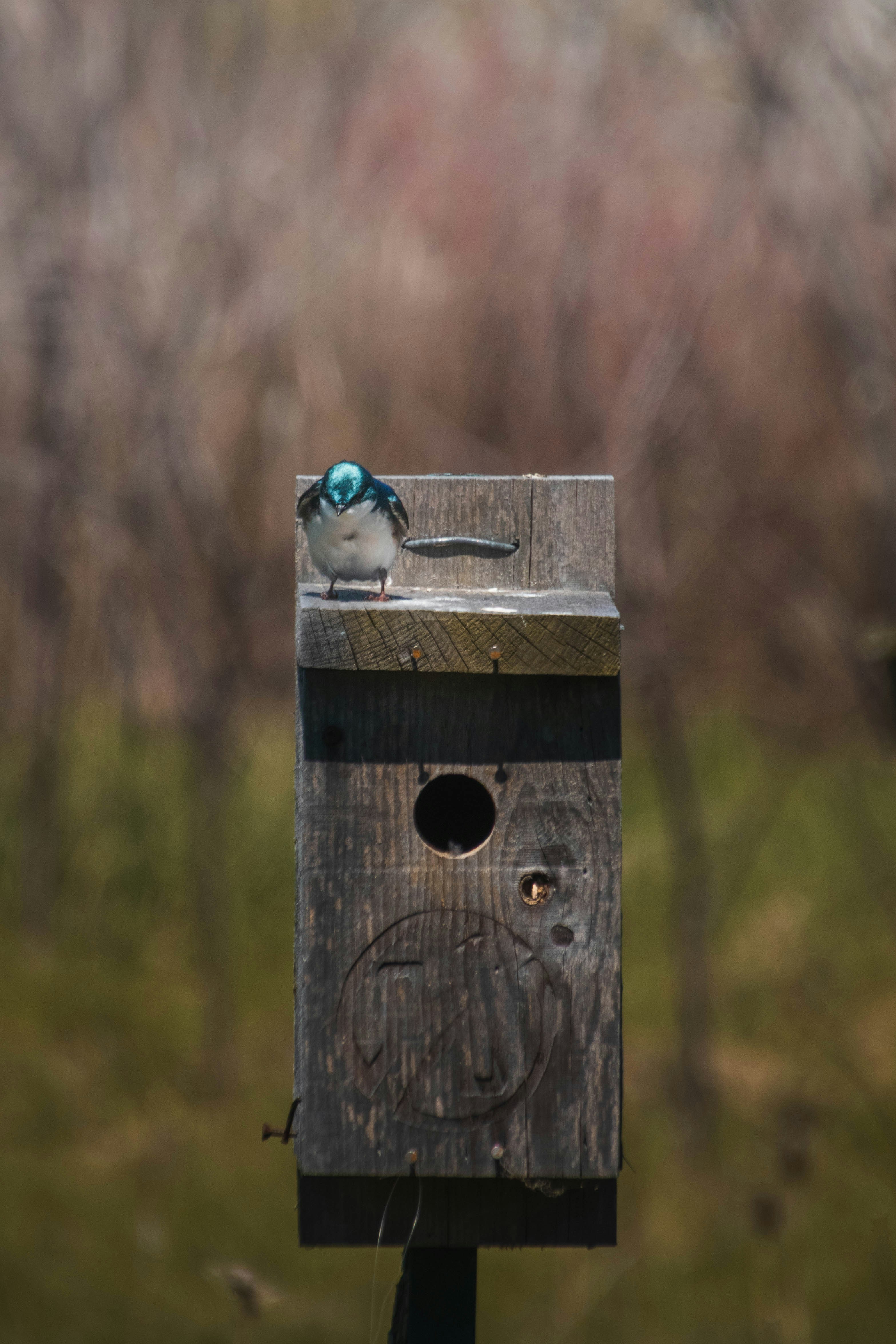 A vibrant bird perched on a rustic birdhouse, surrounded by softly blurred foliage. The scene captures a moment of tranquility in nature.