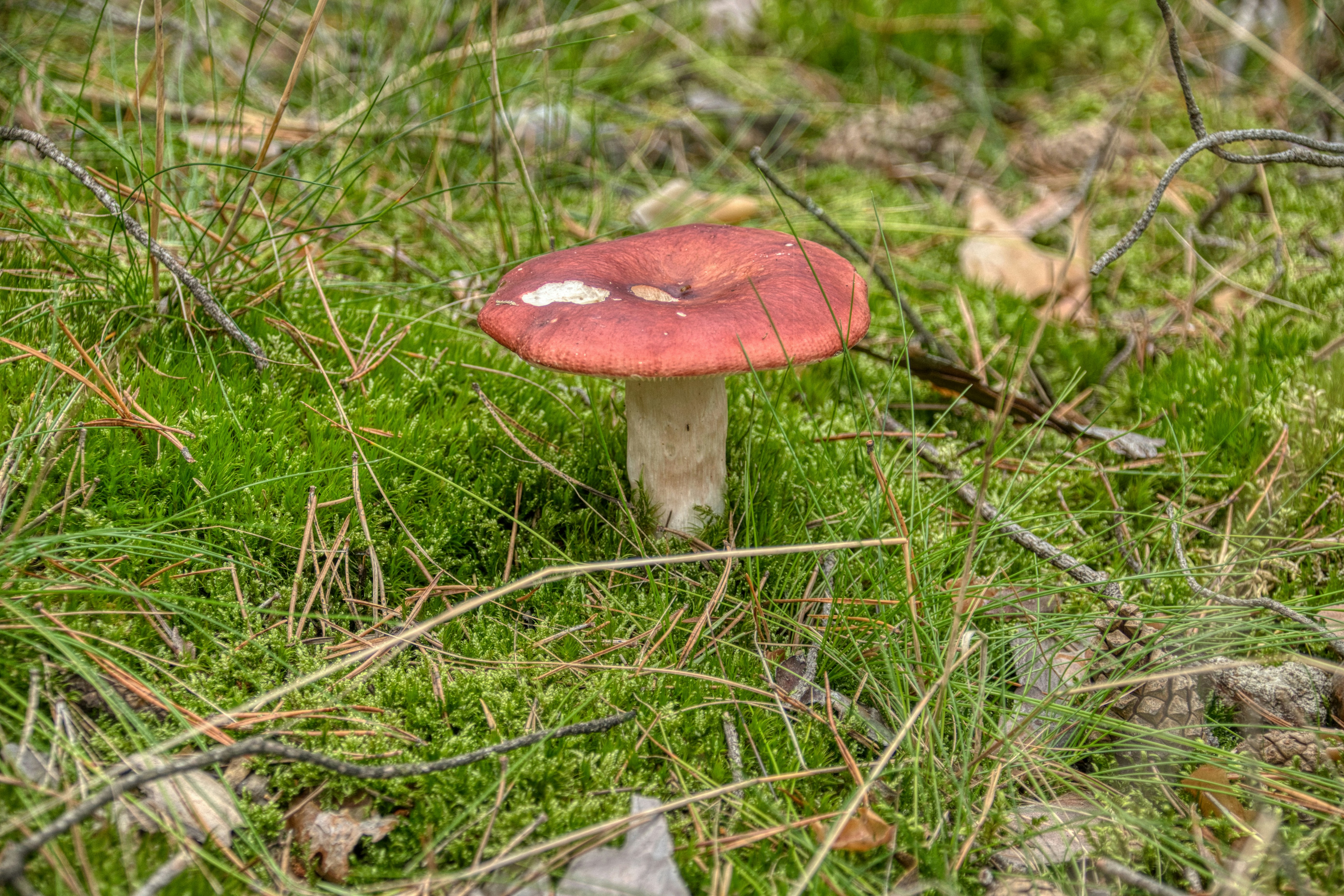 A single red mushroom growing in green moss.