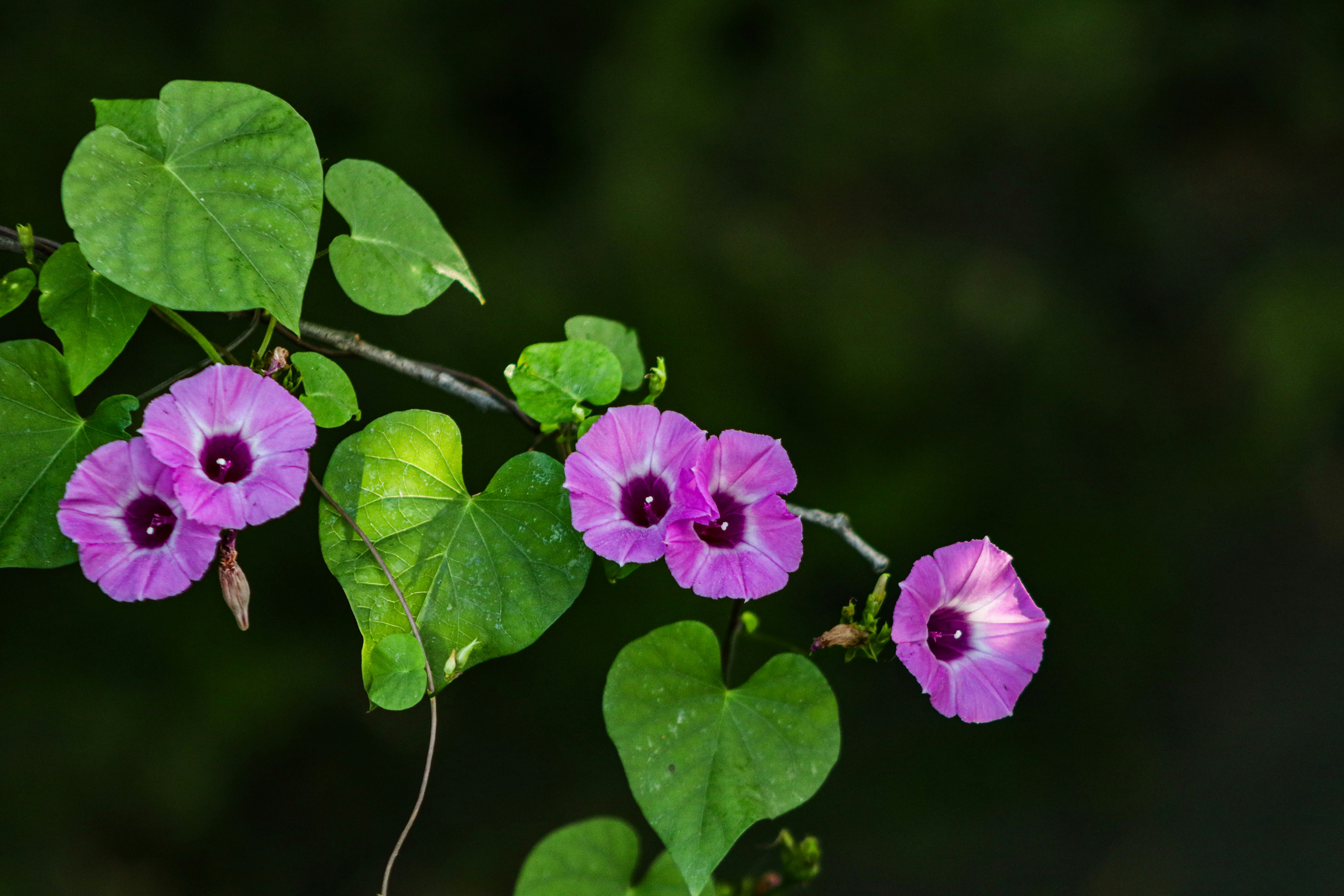 Whispers of Nature: The Heart of Morning Glory