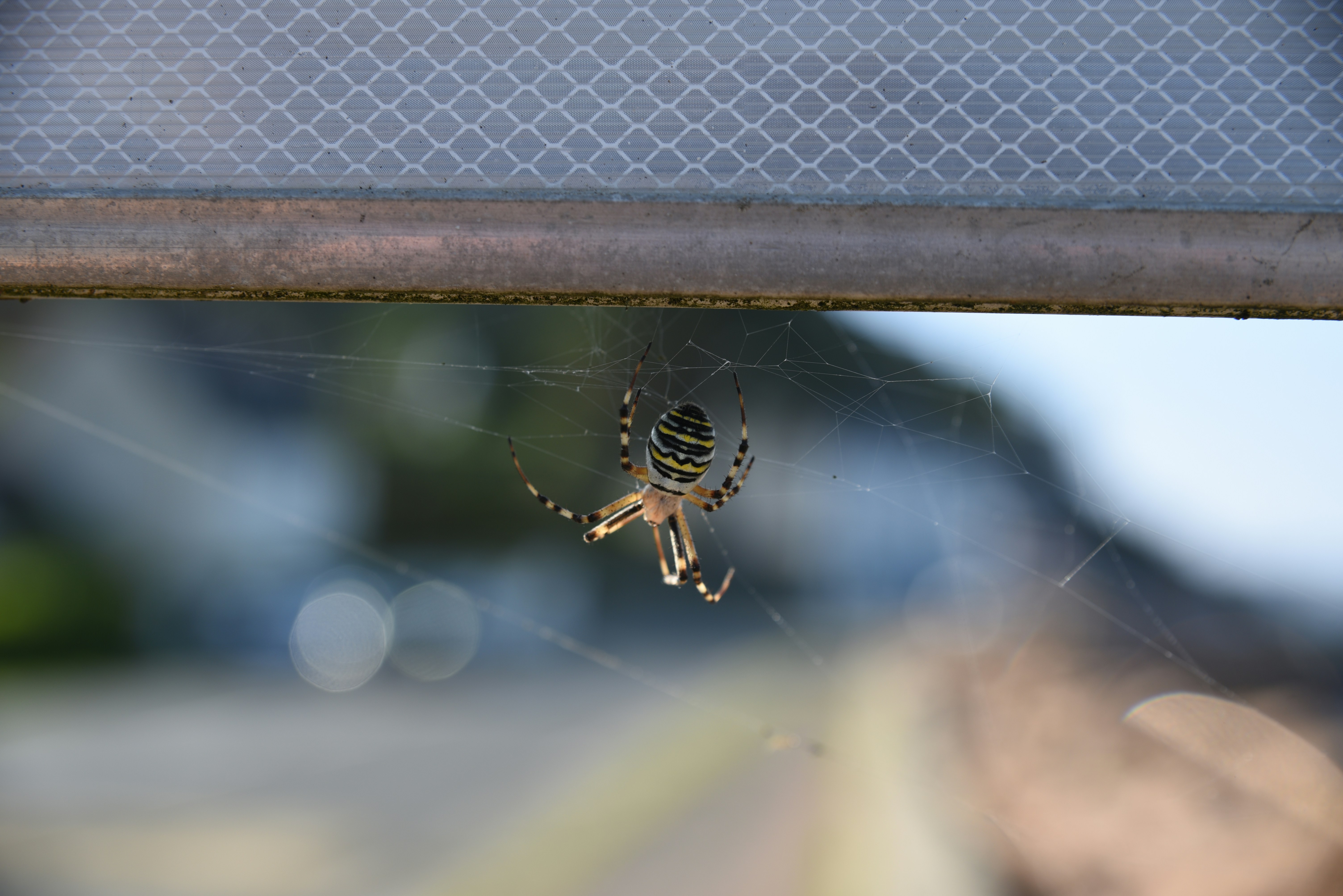 Web Weaver: Nature's Intricate Architect