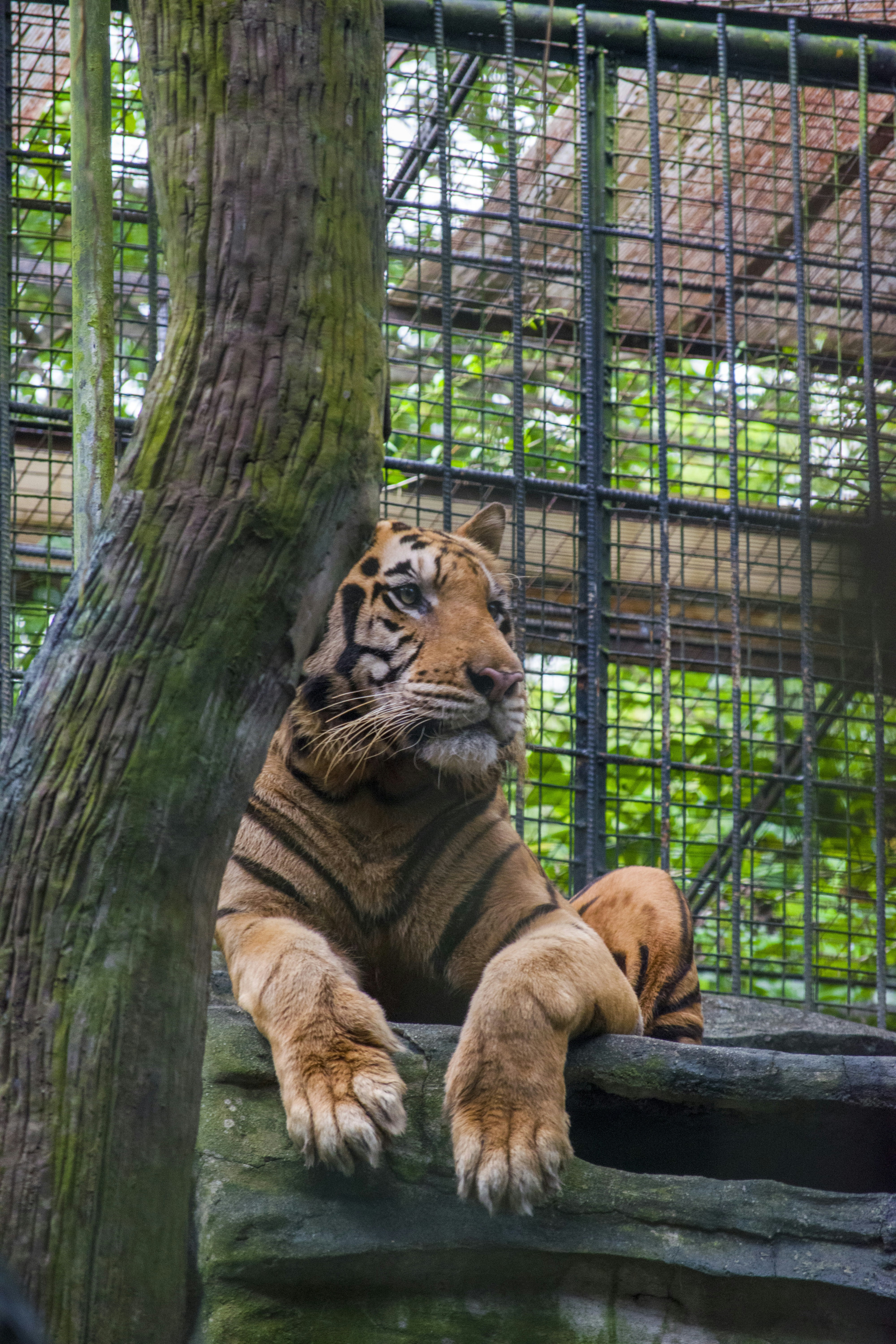 The Watchful Guardian of the Jungle