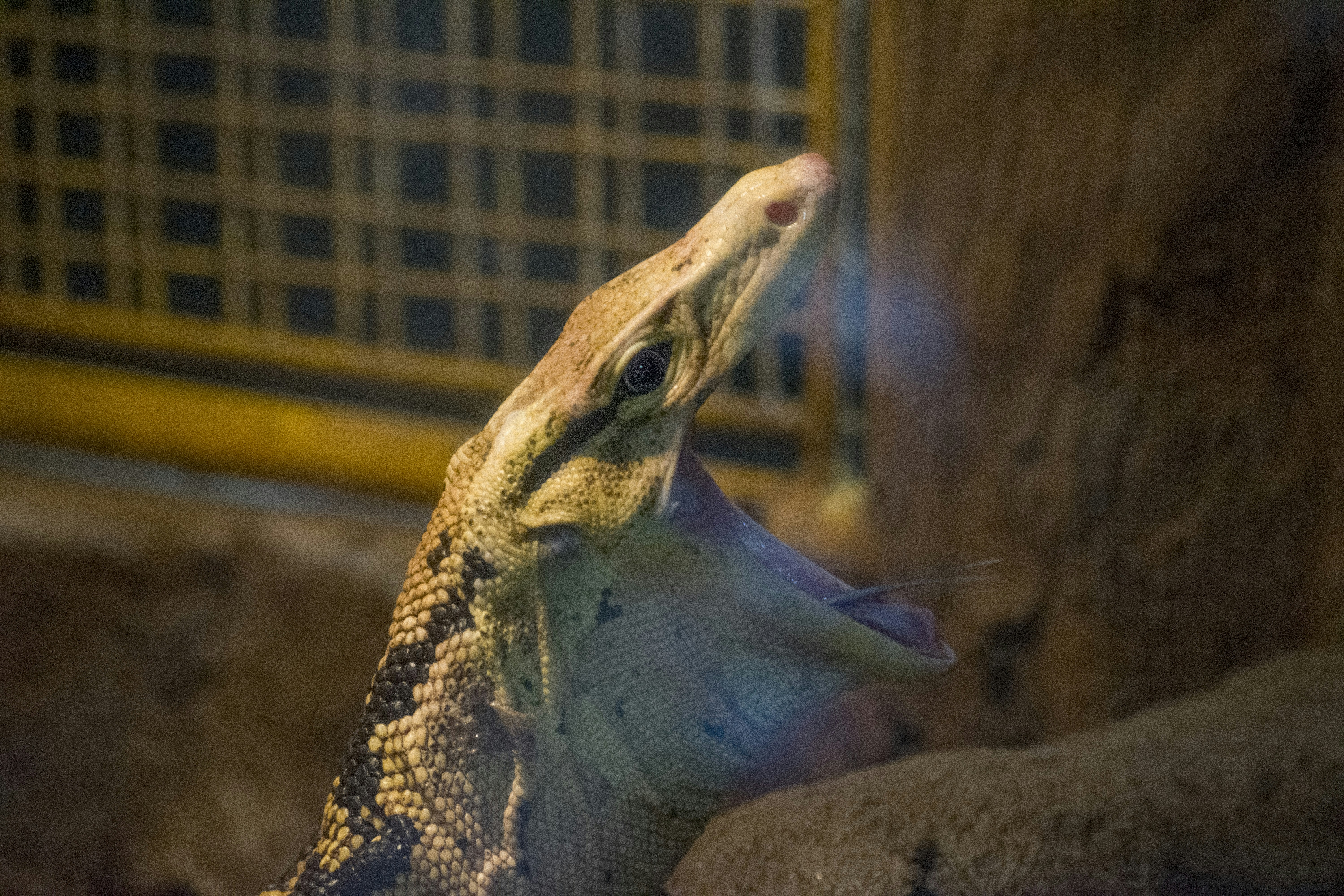 A monitor lizard with its mouth open
