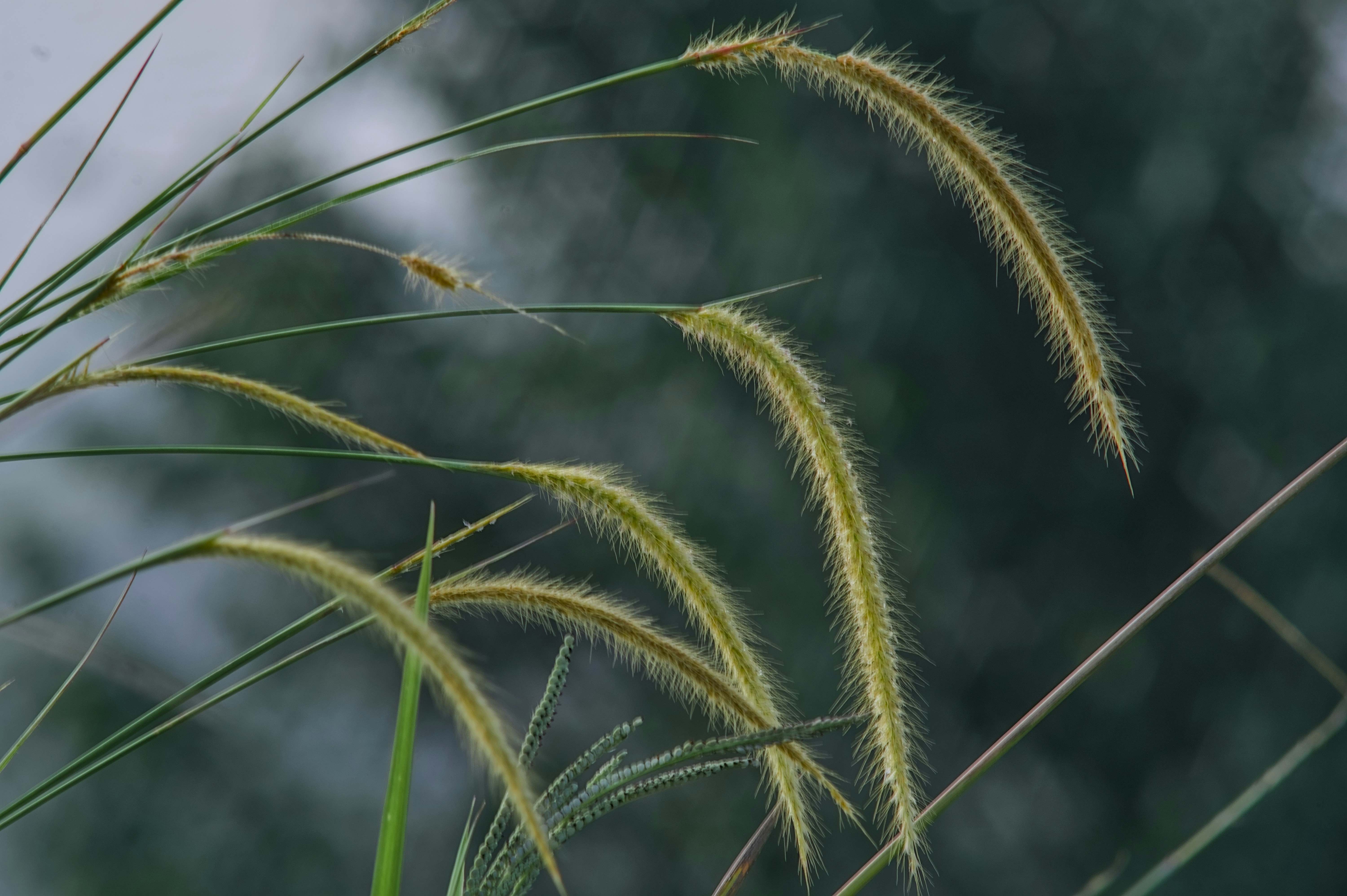 Delicate golden grasses sway gracefully against a blurred green backdrop, capturing the essence of tranquility in nature.