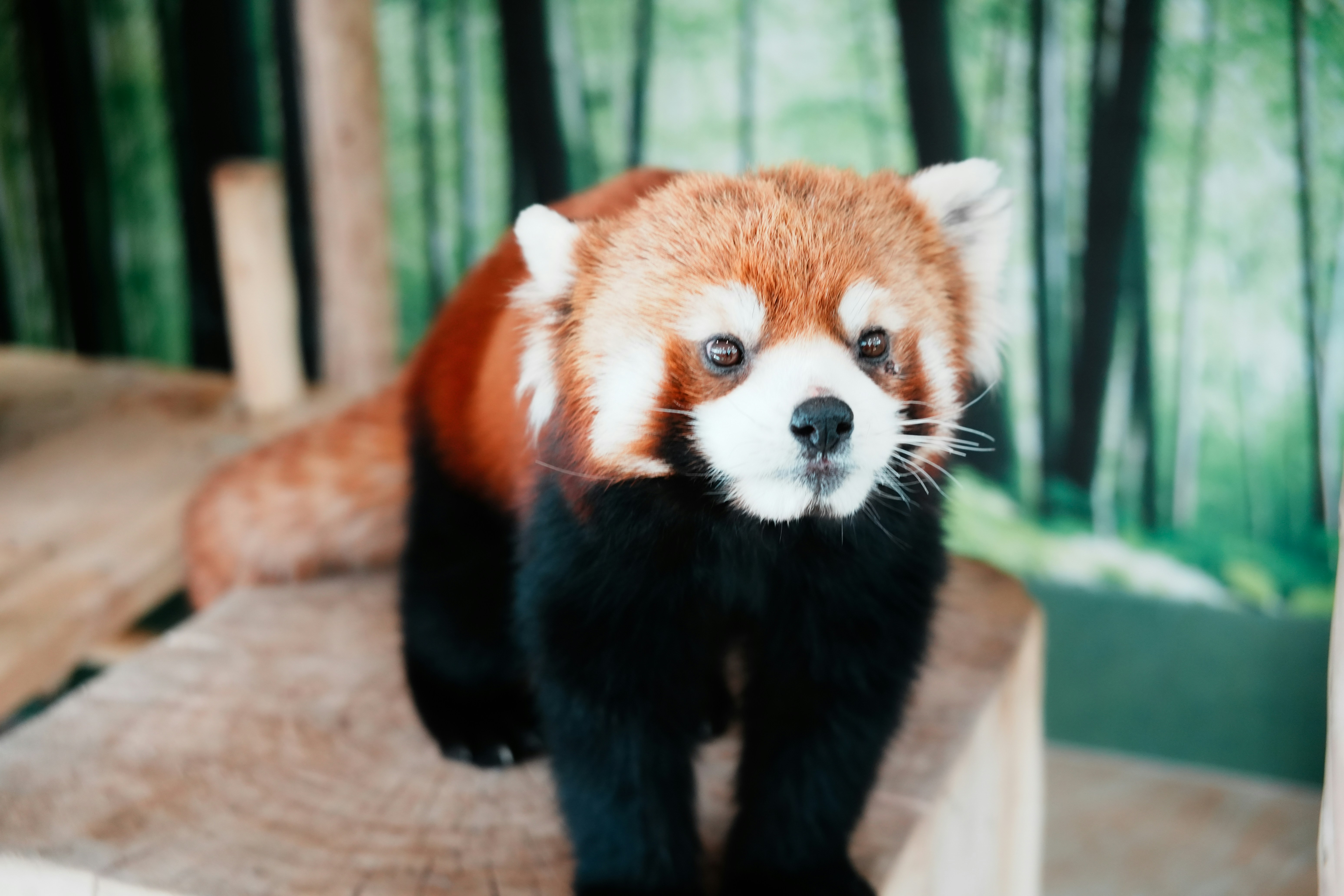 Whimsical Encounter with a Plush Red Panda