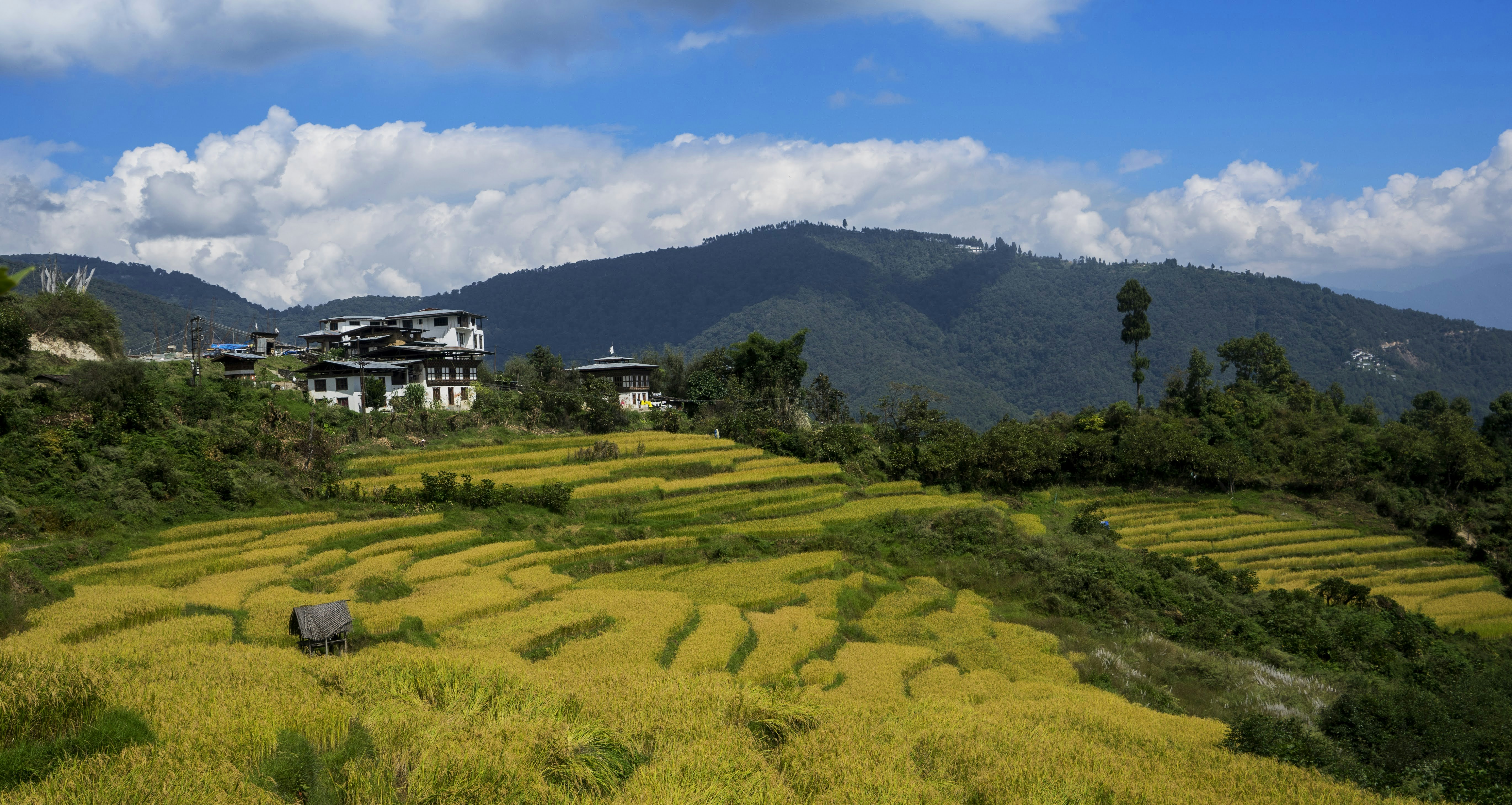 Terraced rice fields stretch across a hillside under a blue sky, with a modern building nestled among the greenery. The scene showcases the blend of agriculture and architecture in a mountainous landscape.